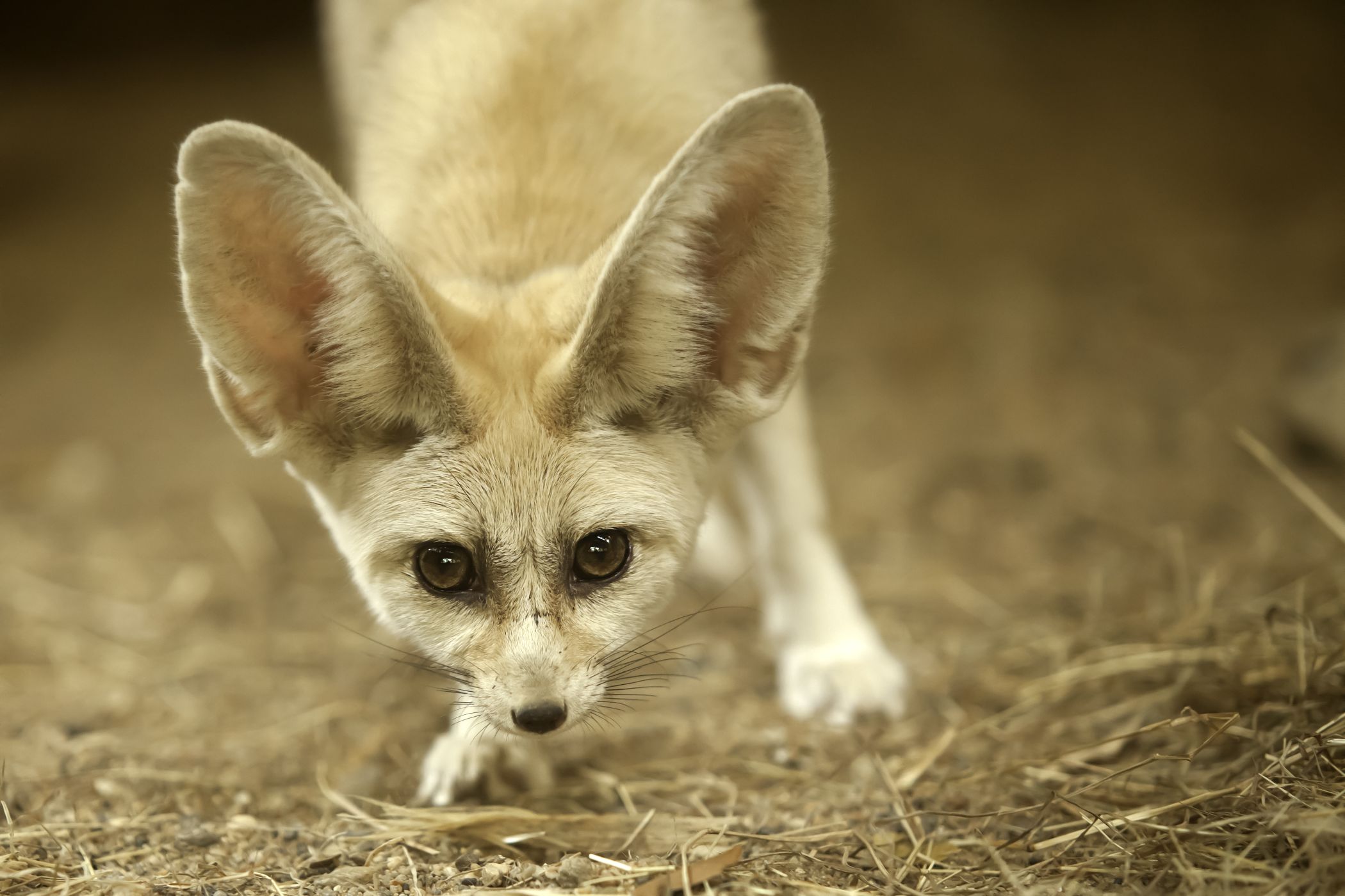 Kapesní král pouště: Zdánlivě křehký fenek berberský | 100+1 zahraniční ...