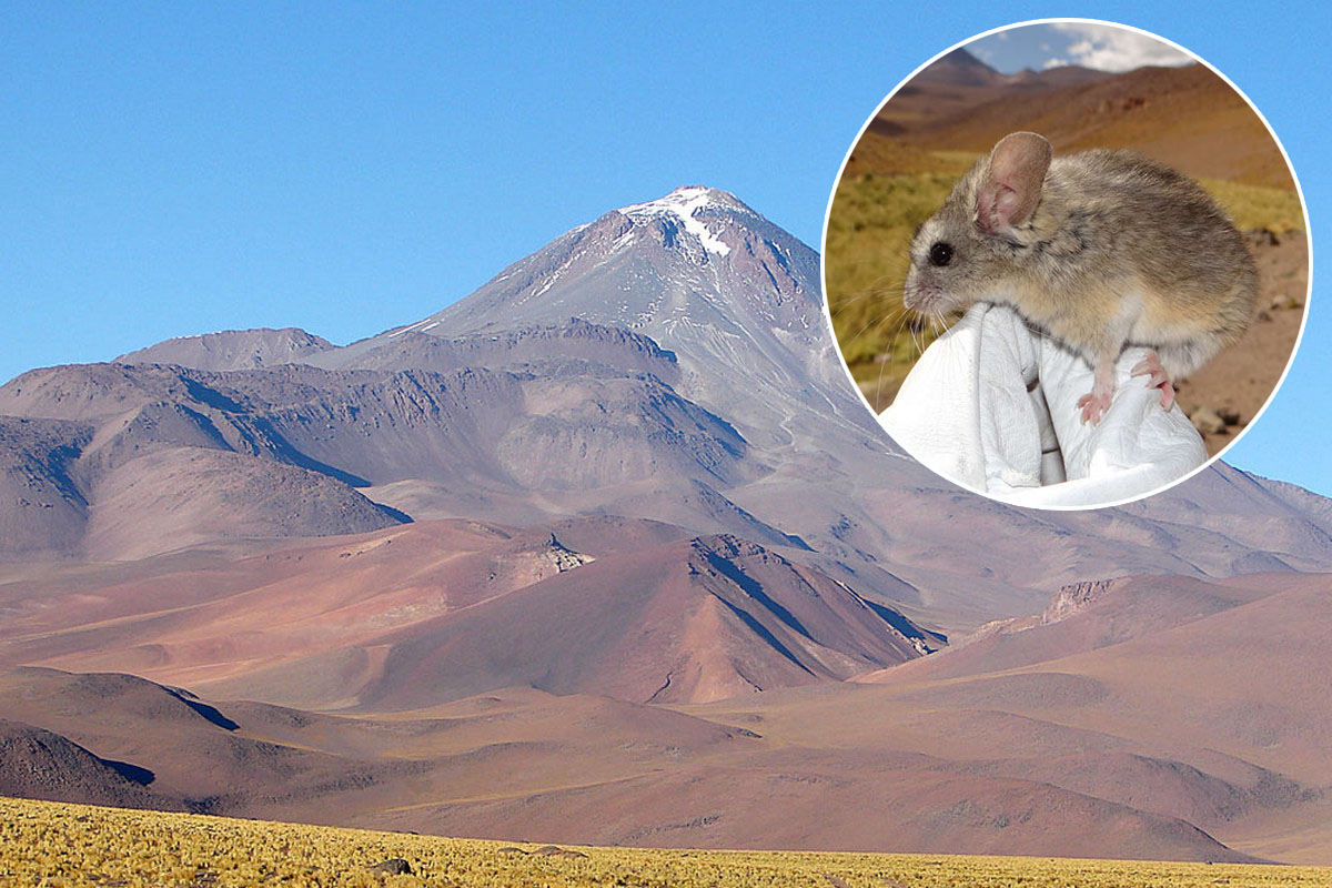 Nejvýš žijící savec obývá hory ve výšce 6 739 metrů nad mořem | 100+1 ...