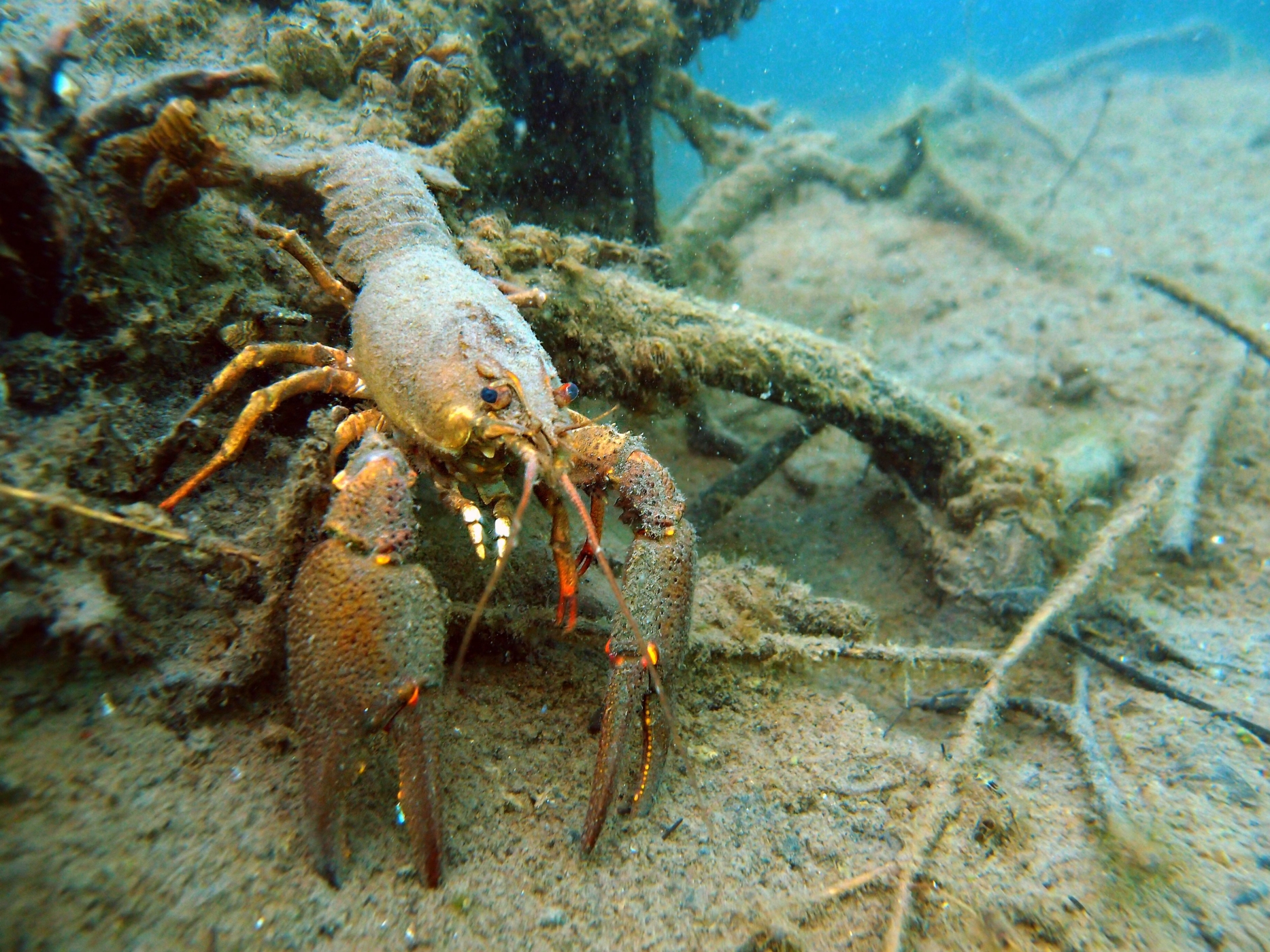 Ústup podvodních rytířů: Co nejvíce ohrožuje české raky? | 100+1 ...