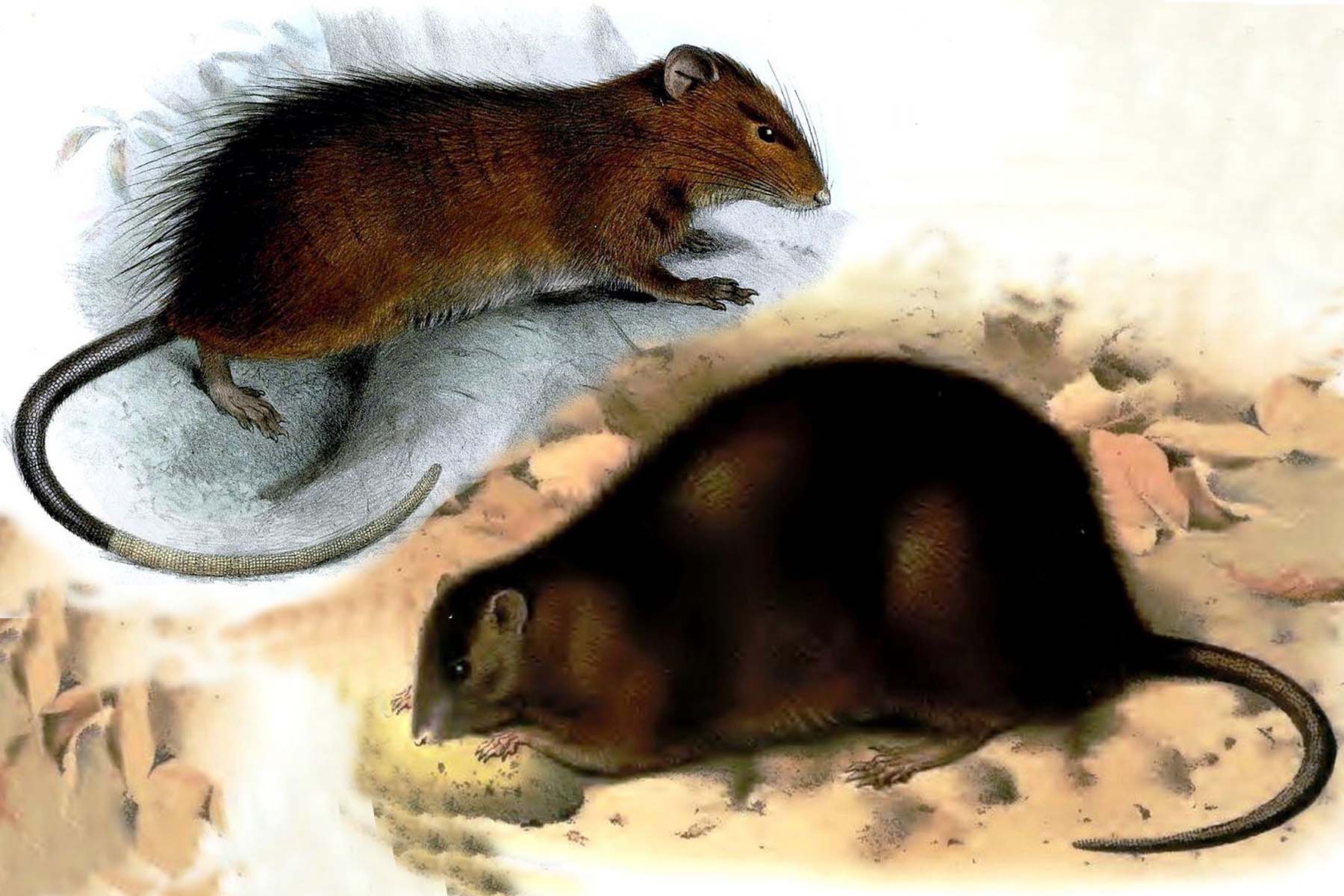 Tvorové (ne)dávné minulosti: Krysa kryse vlkem | 100+1 zahraniční ...