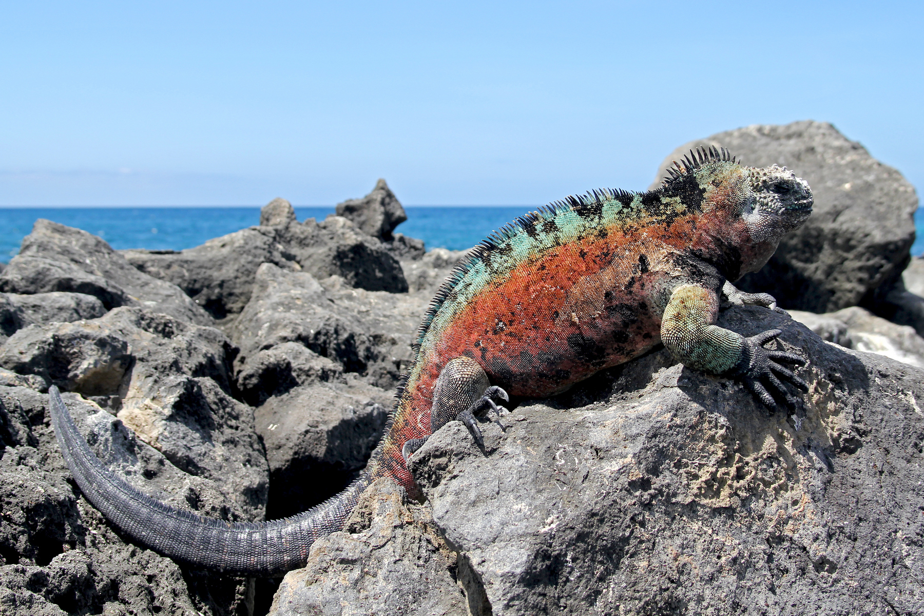 Souostroví Galapágy: Živé muzeum evoluce | 100+1 zahraniční zajímavost