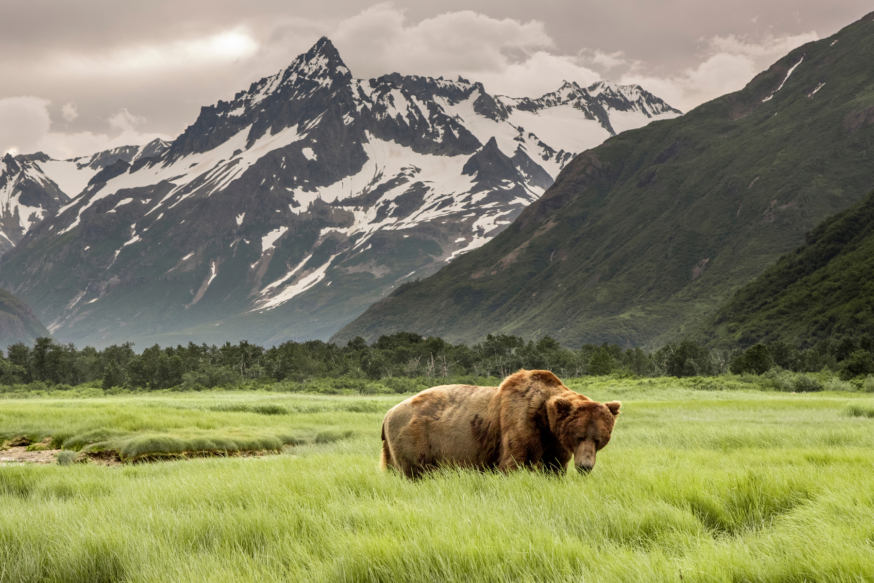 V kraji medvědů a zlata: V kanadském Yukonu lze zažít zlatou horečku i ...