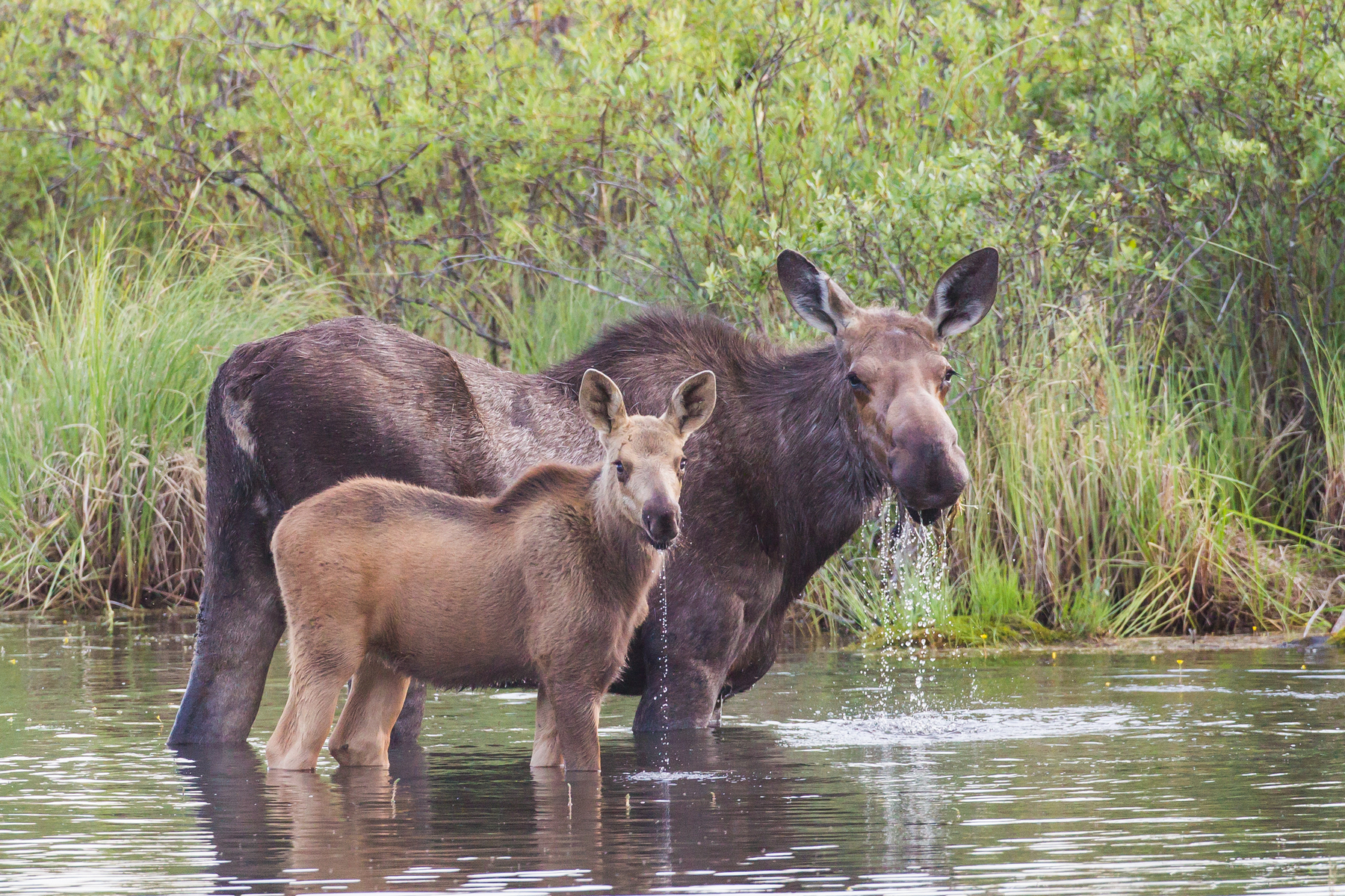 V kraji medvědů a zlata: V kanadském Yukonu lze zažít zlatou horečku i ...