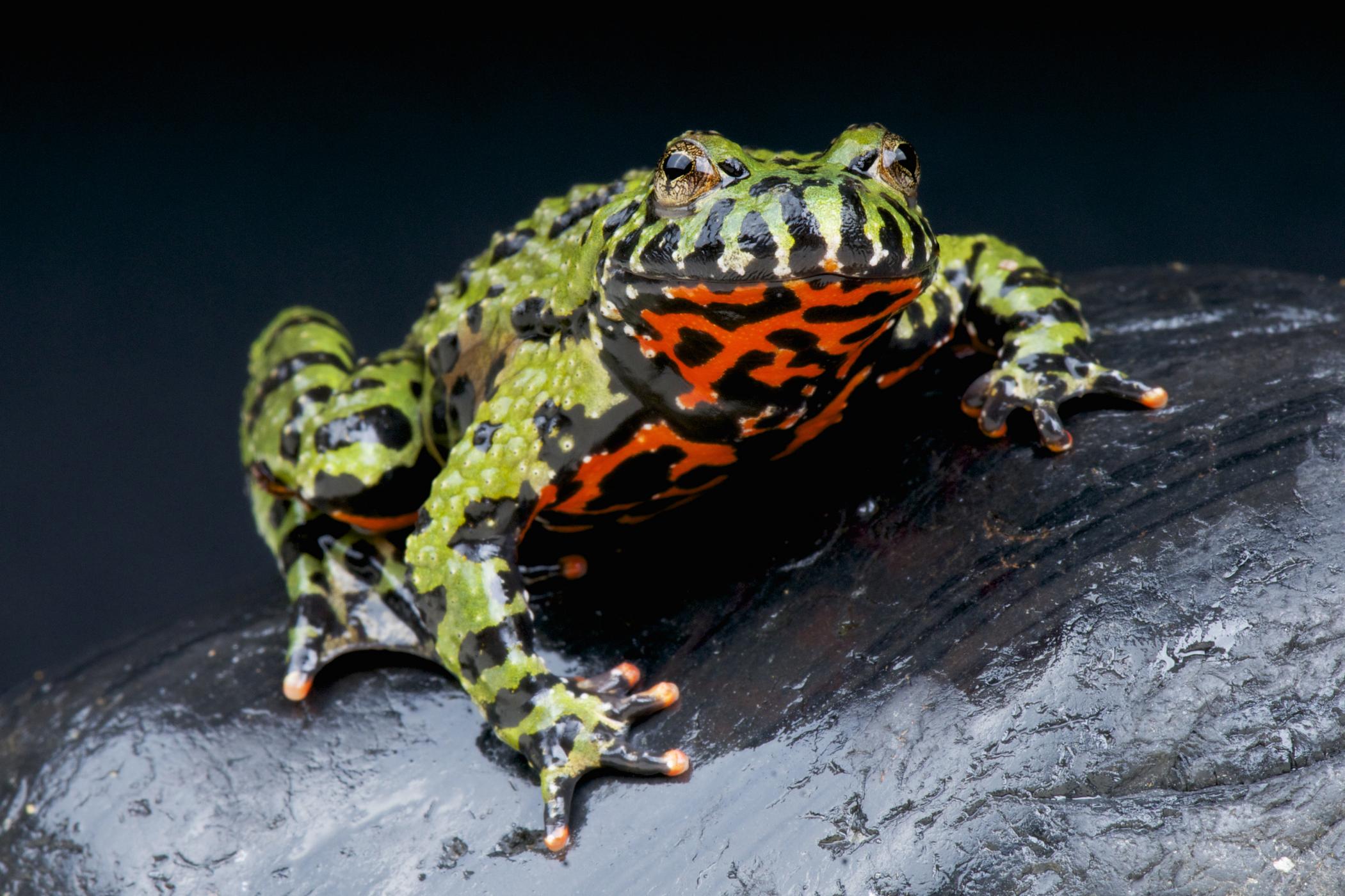 Klenoty obojživelné říše: Žáby a žabky celého světa | 100+1 zahraniční ...