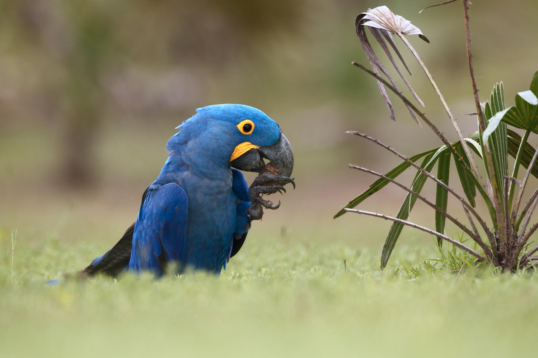Krasavec v modrém hávu: Největší papoušek ara hyacintový | 100+1 ...