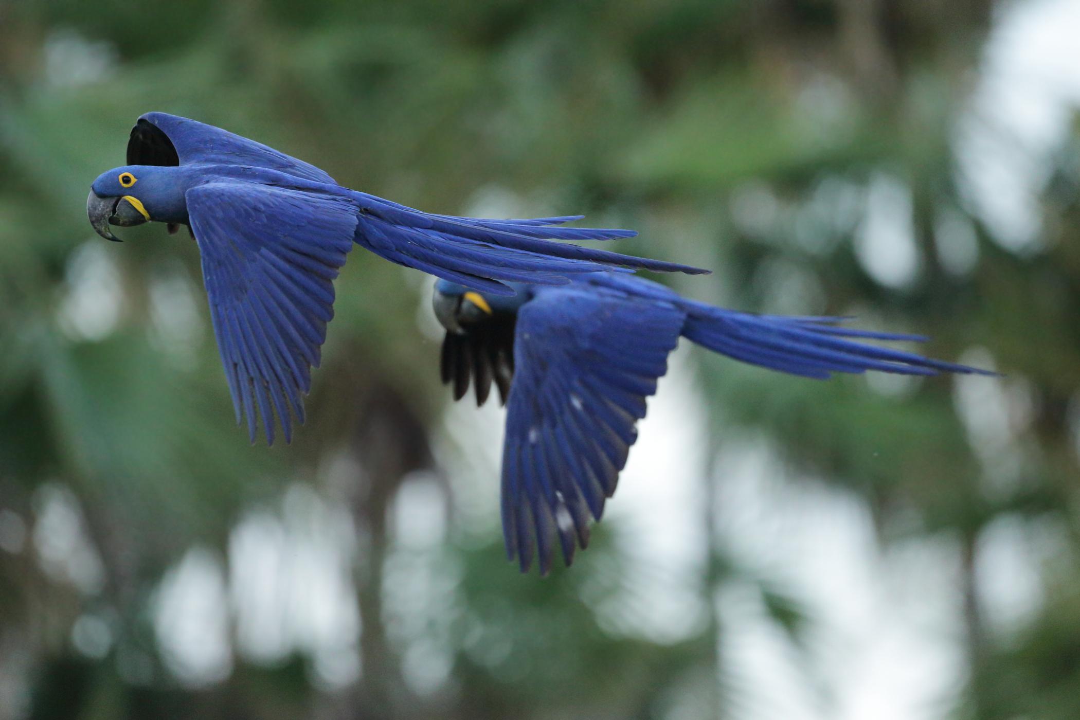 Krasavec v modrém hávu: Největší papoušek ara hyacintový | 100+1 ...