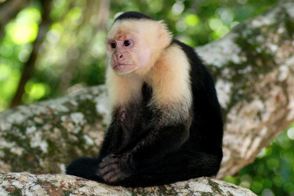 Výjimečnost dálkových migrací: Jak se rostliny a zvířata plavily za ...