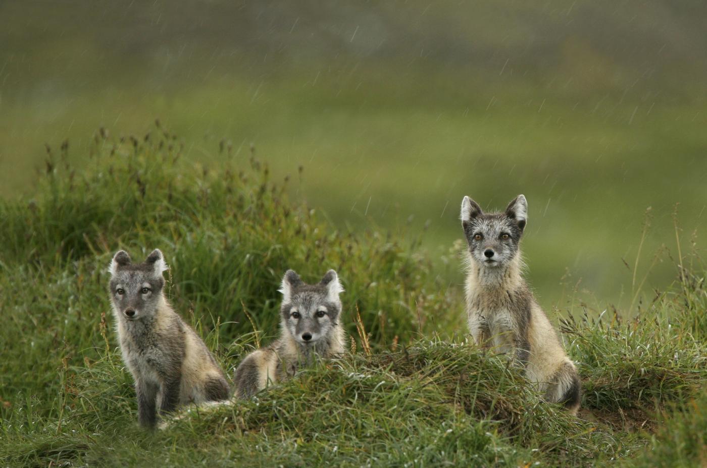 Polarniliskasmodrymaocima