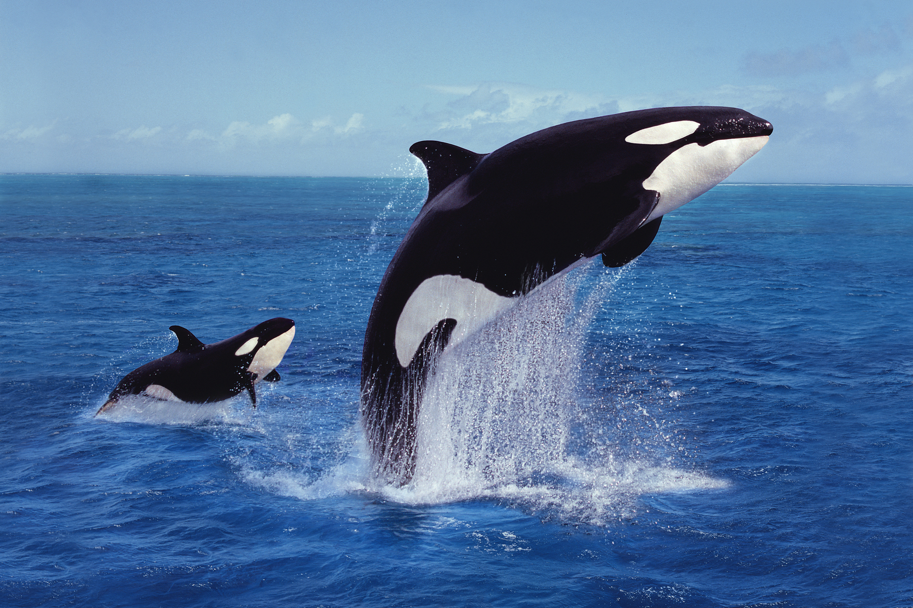 Kosatka dravá: Elegantní predátor na vrcholu potravního řetězce | 100+1 ...