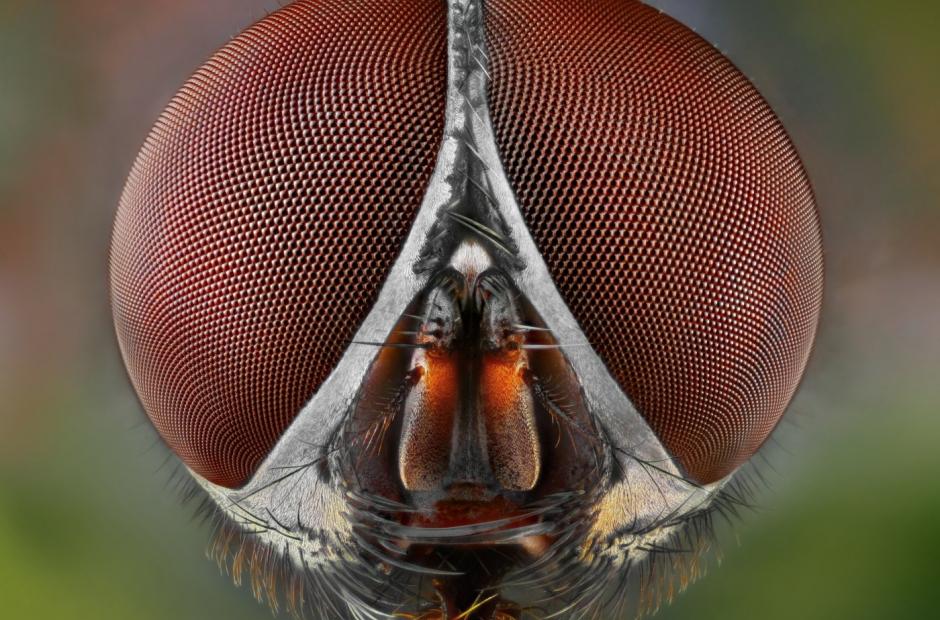 Nejpomalejší a nejrychlejší oči: Proč se psi nedívají na televizi a ...