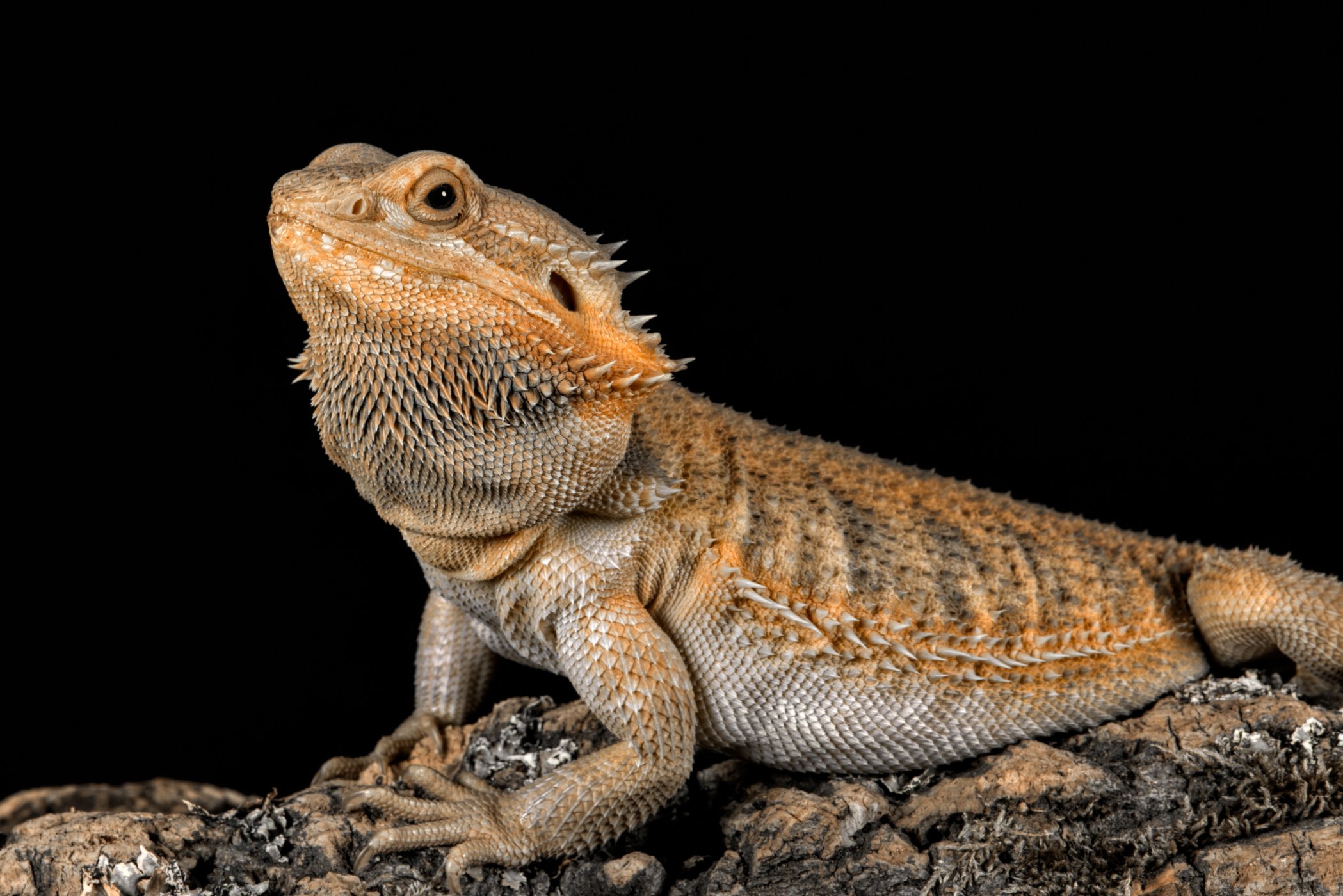 Agama Adele Calphotos: Agama Agama; Common Agama Agama Adele Calphotos: Agama Agama; Common Agama