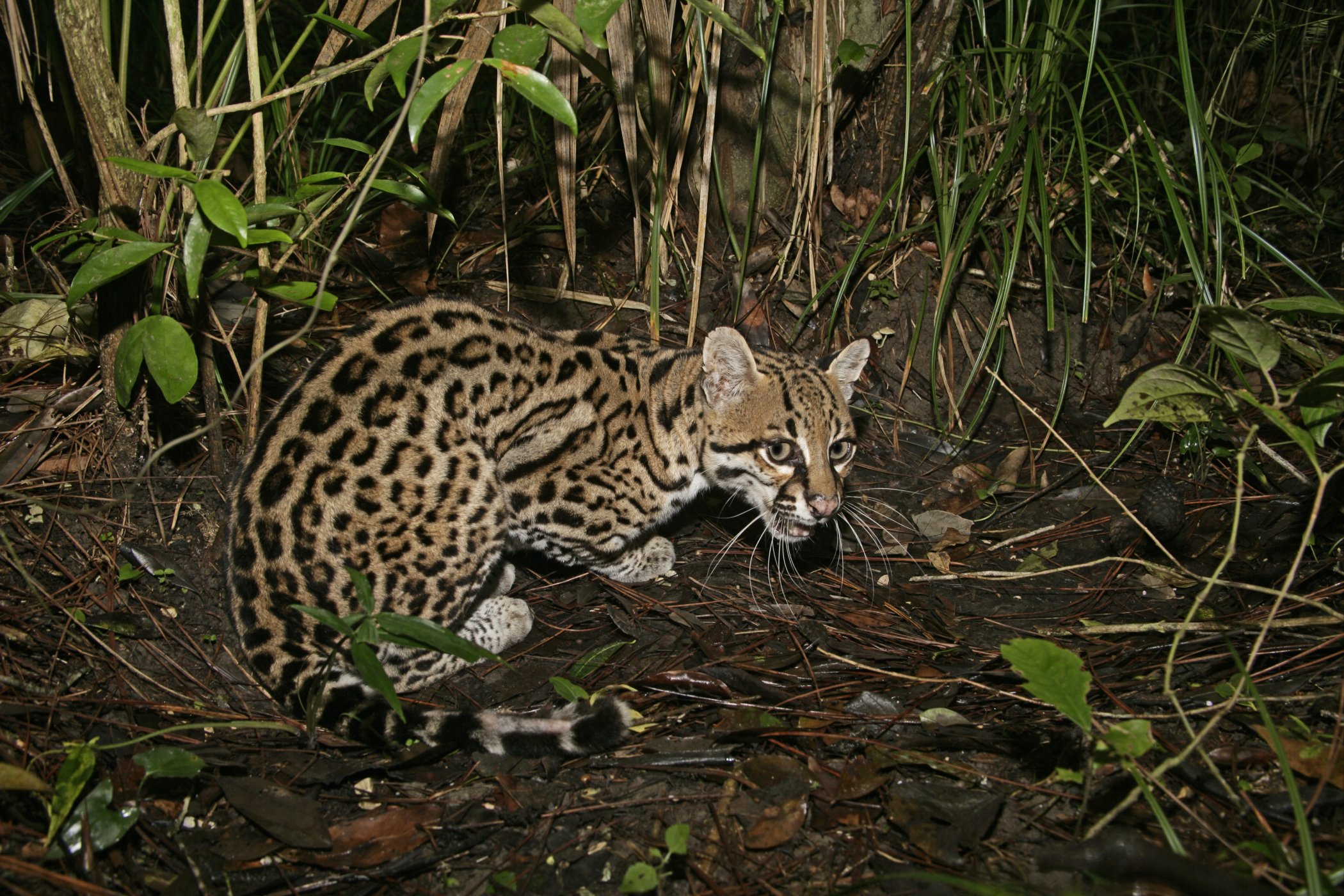 Ocelot velký: Menší bratr jaguára musí čelit nástrahám lidské ...