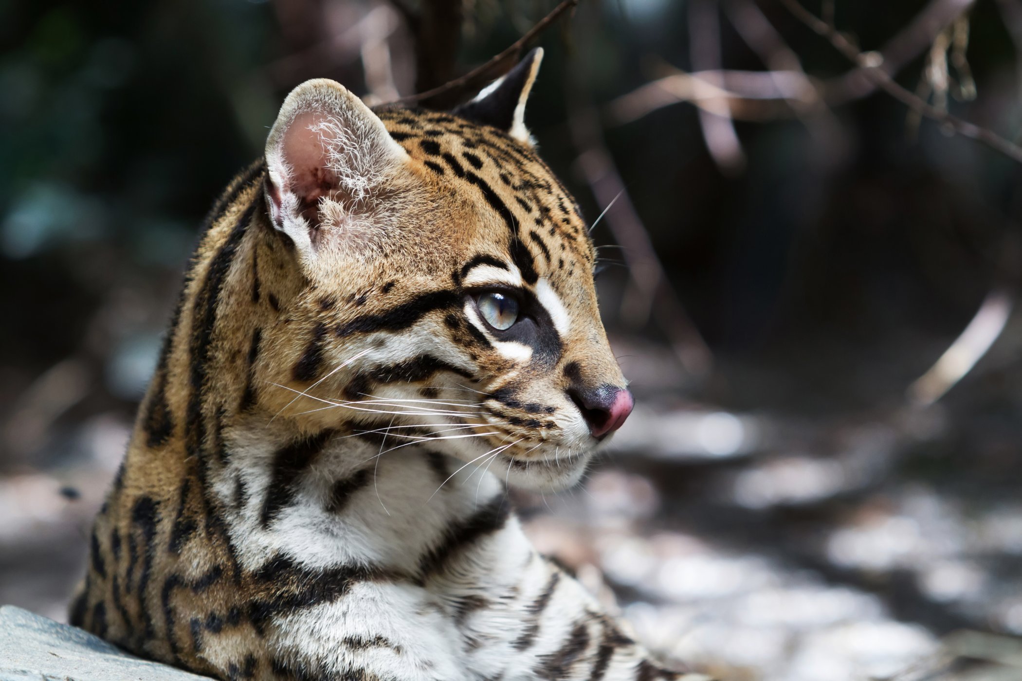 Ocelot velký: Menší bratr jaguára musí čelit nástrahám lidské ...