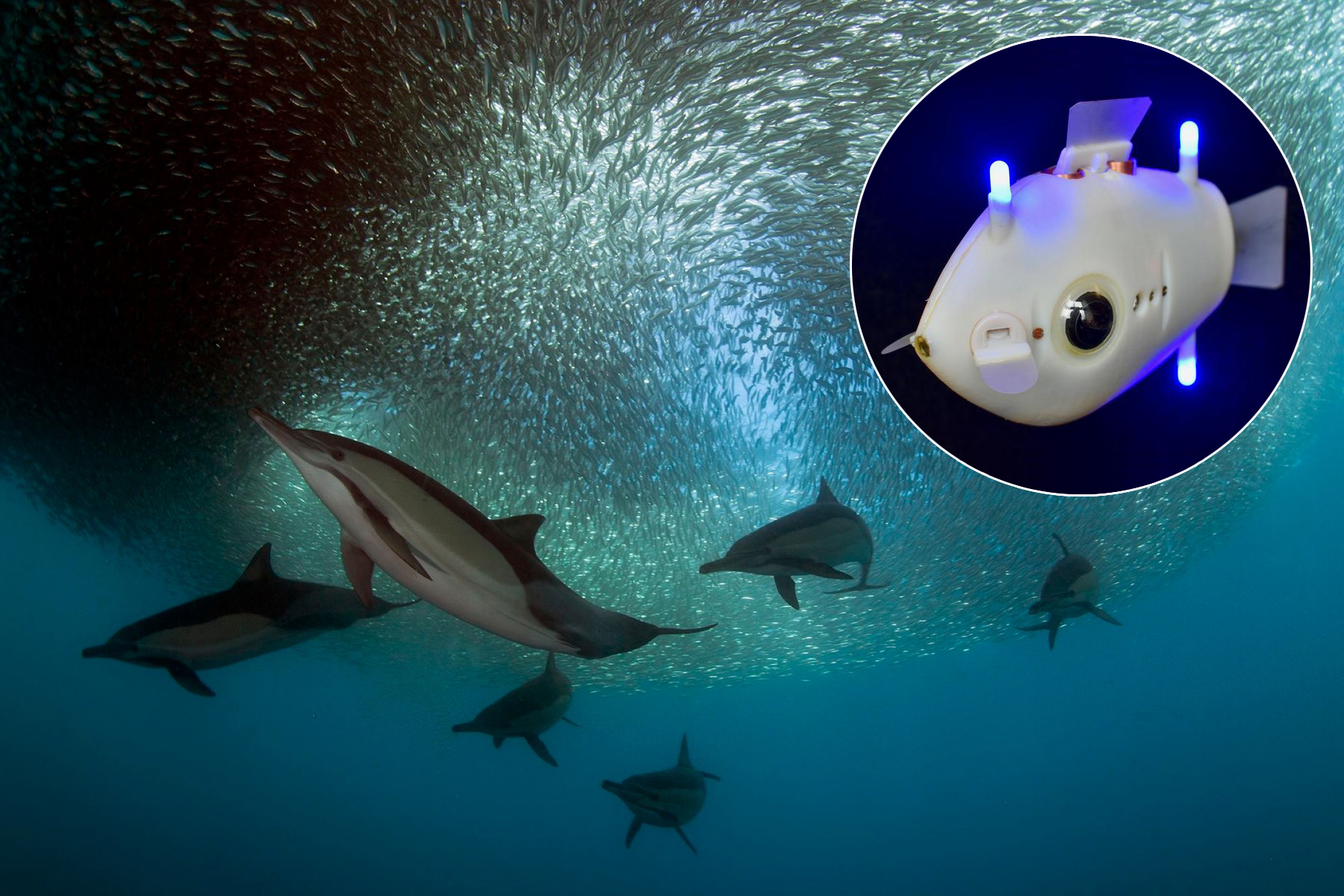 Malí robotičtí bodloci umí napodobit kolektivní chování živých ryb ...