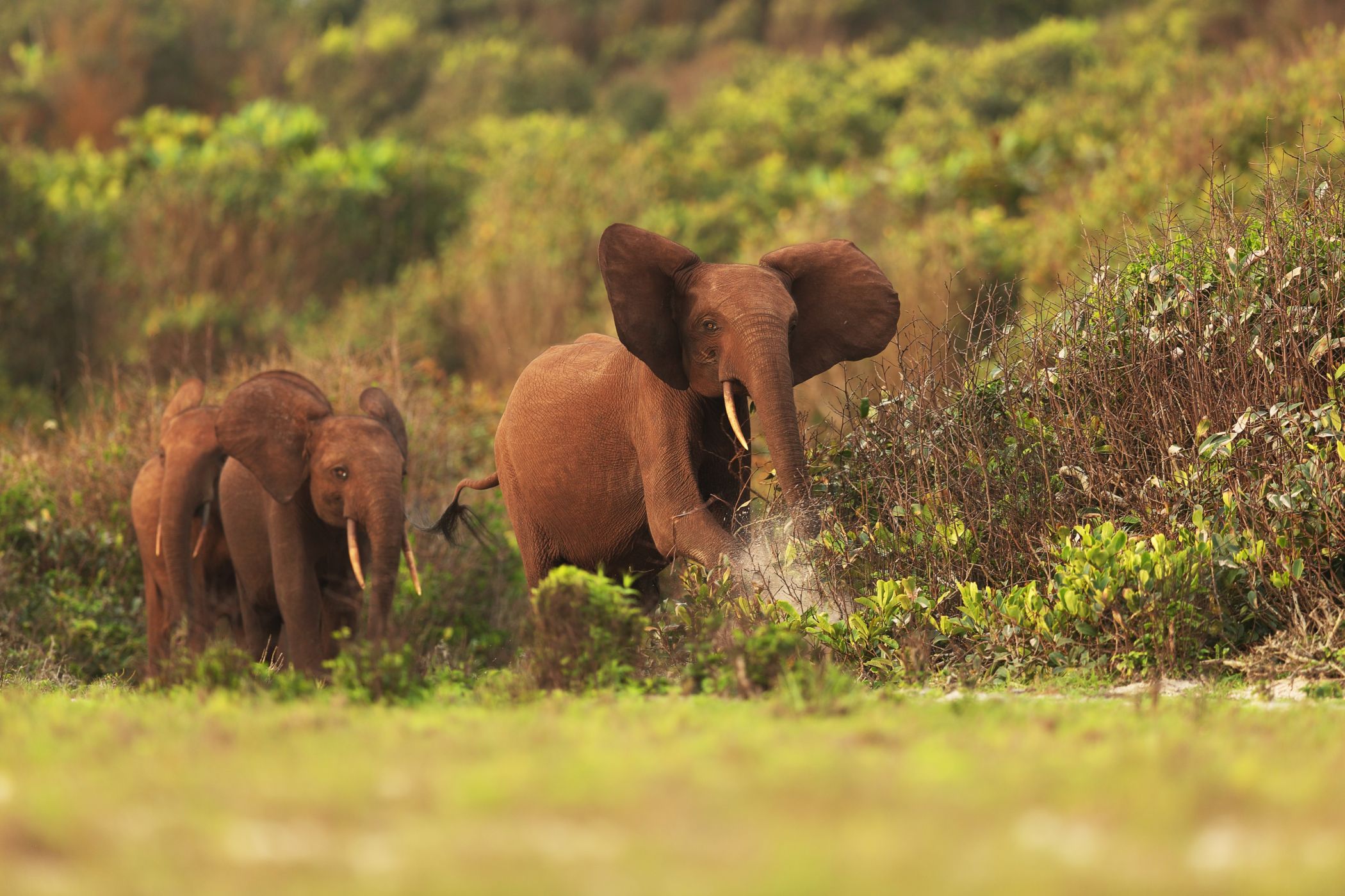 Málo známý sloní příbuzný: Na pláži s pralesními slony | 100+1 ...
