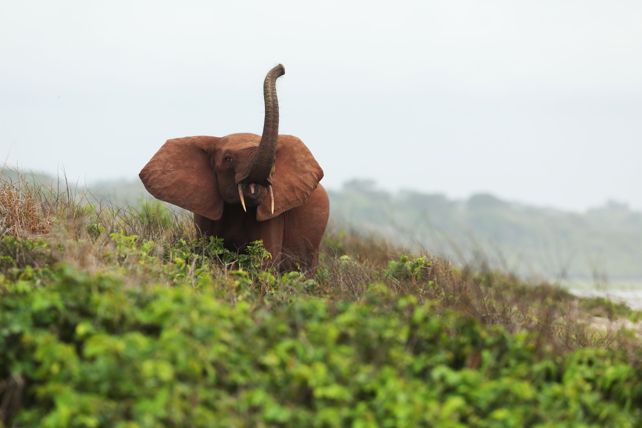 Málo známý sloní příbuzný: Na pláži s pralesními slony | 100+1 ...