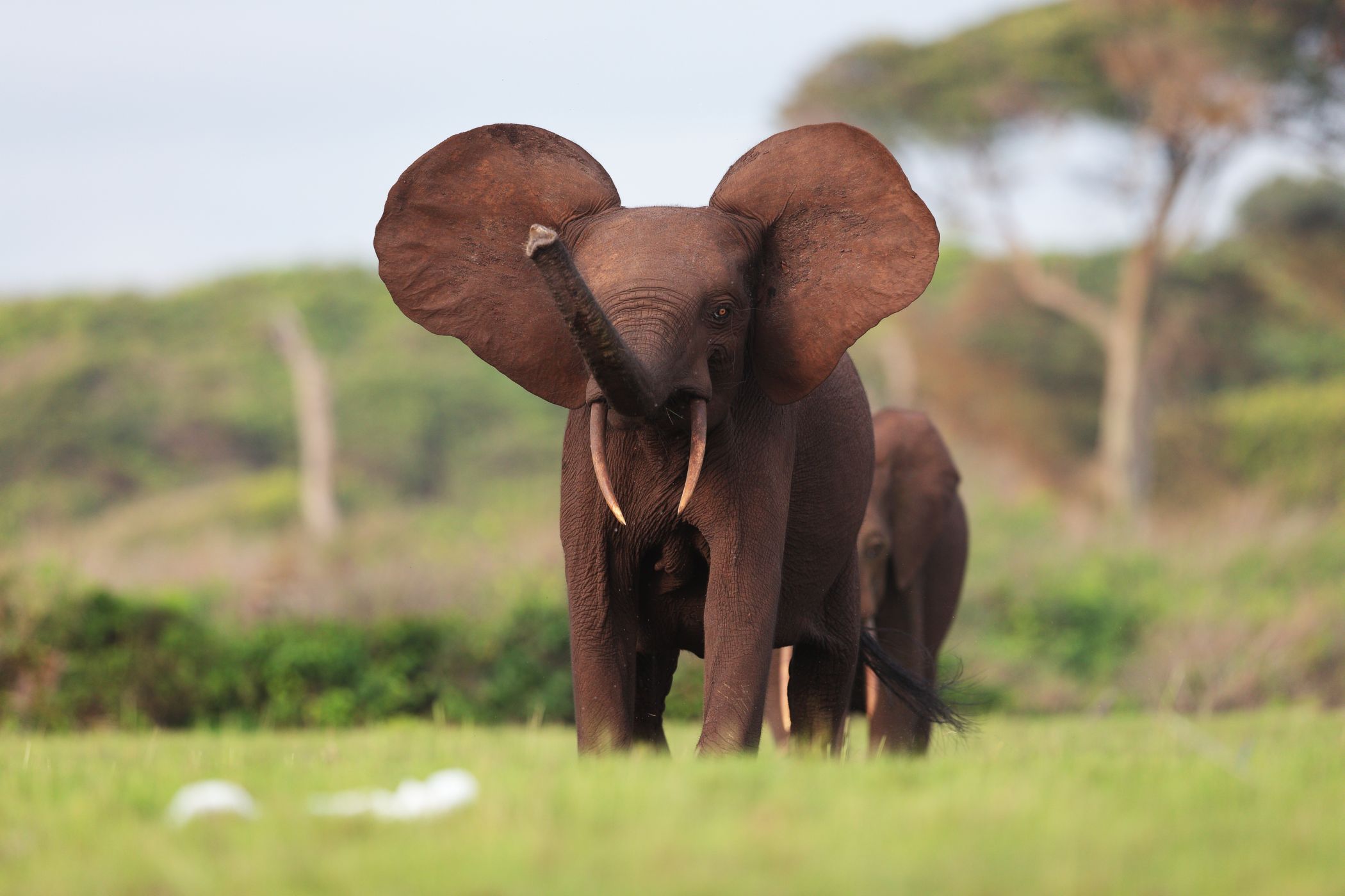 Málo známý sloní příbuzný: Na pláži s pralesními slony | 100+1 ...