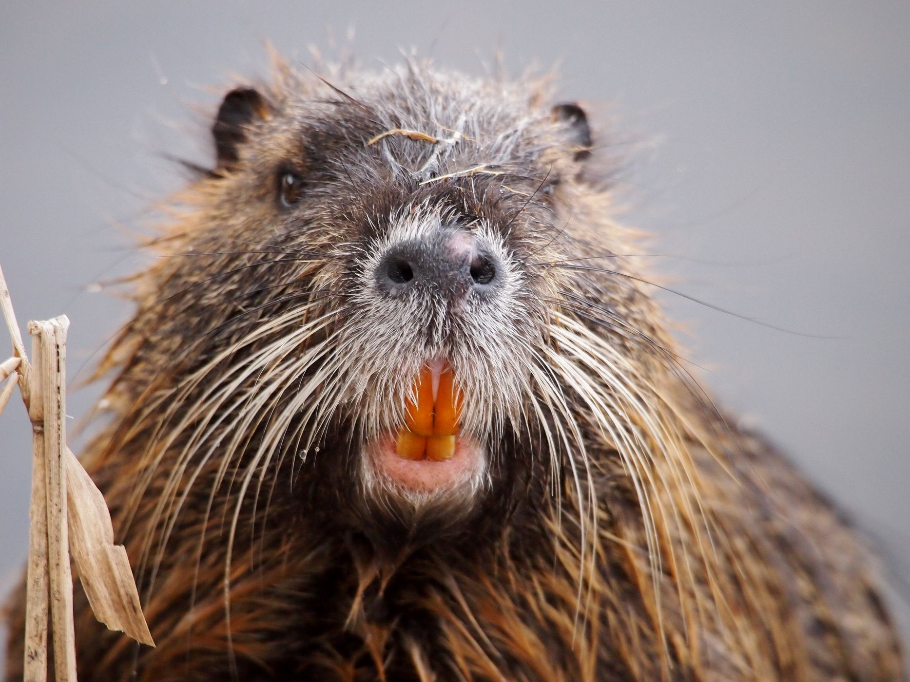 Nevítaná nutrie říční: Kolonizátor v myším kožíšku | 100+1 zahraniční ...