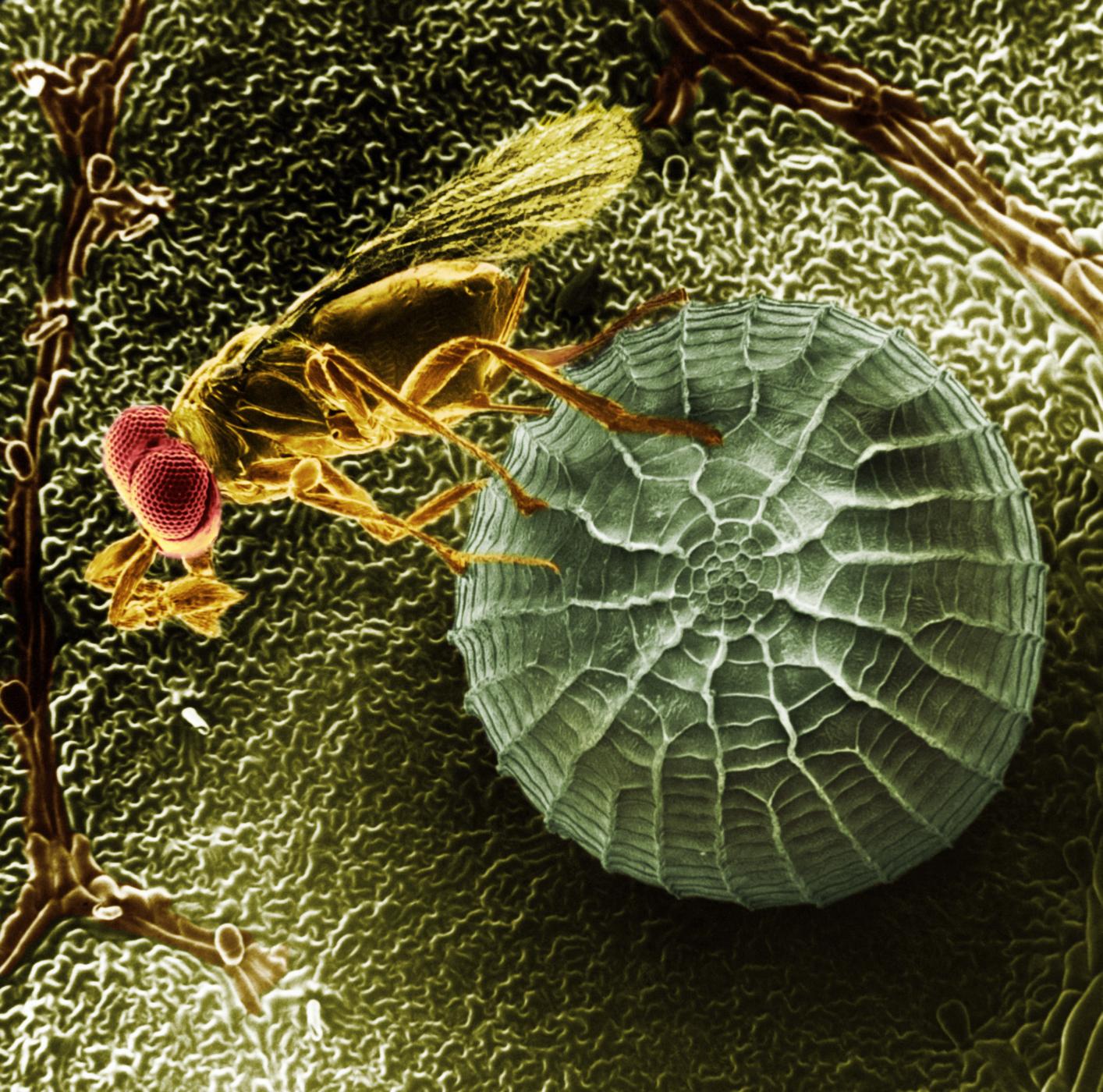 Velmi užiteční parazité: Zabijáci zemědělských škůdců | 100+1 ...