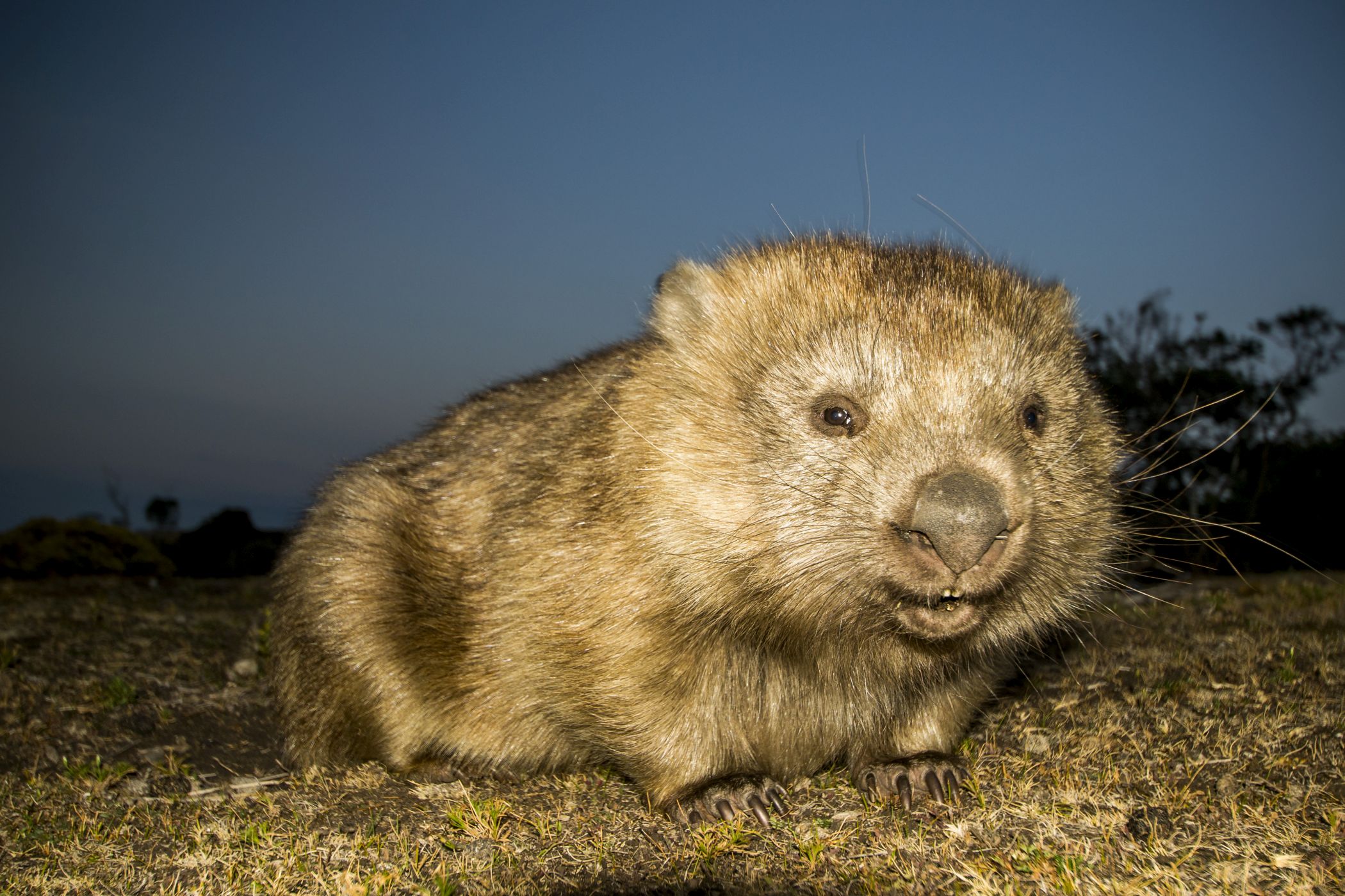 Kliďas od protinožců: Nejlepší obranou australského vombata je spánek ...