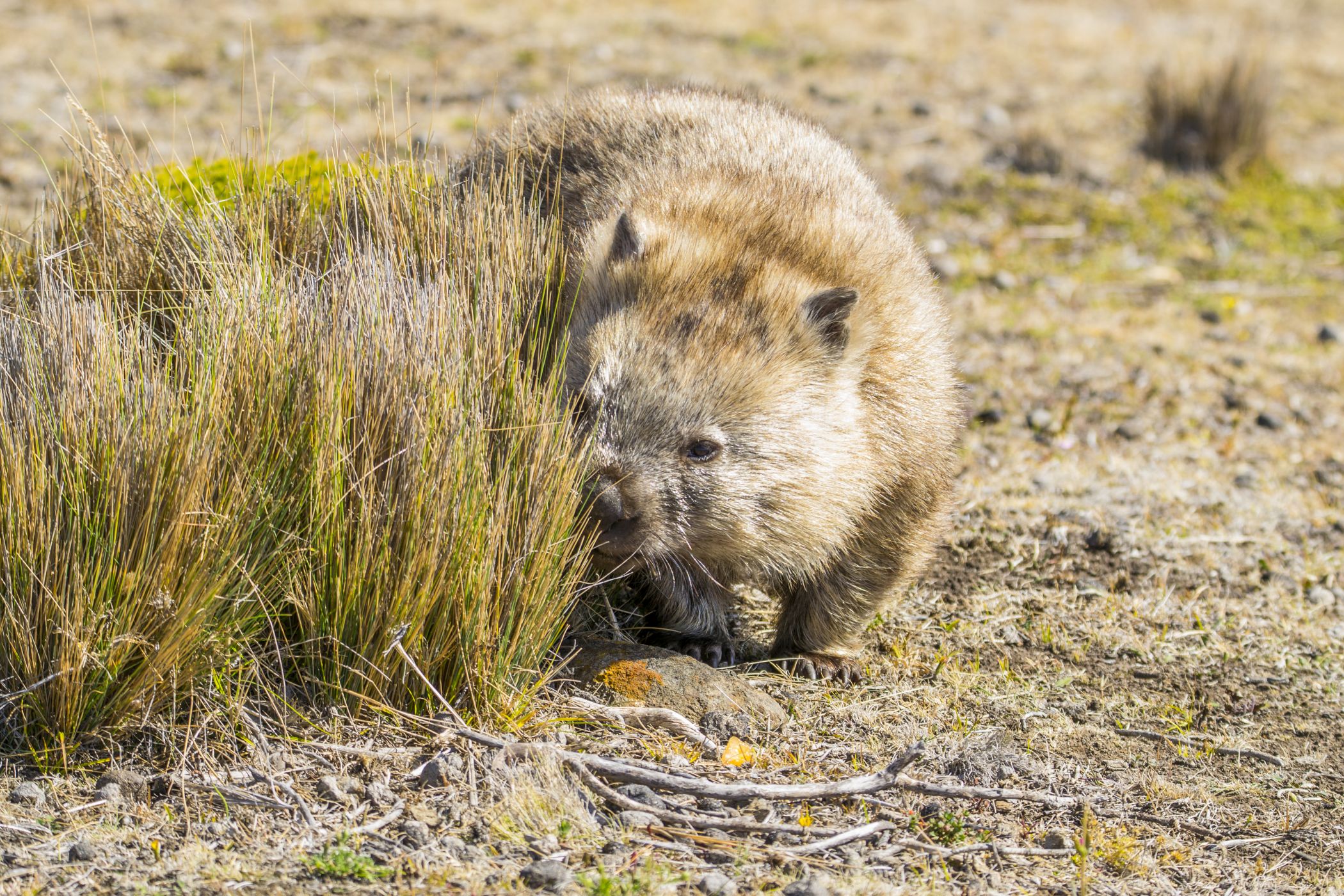 Kliďas od protinožců: Nejlepší obranou australského vombata je spánek ...