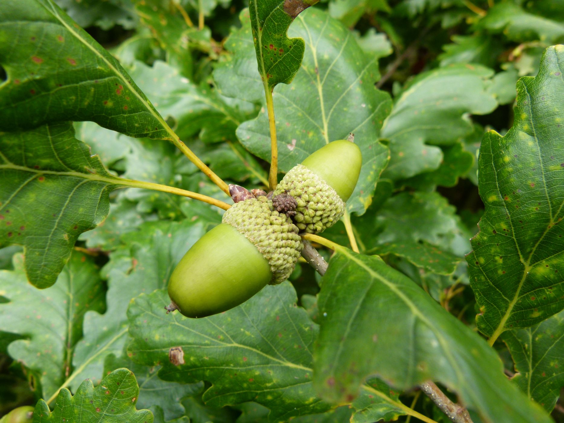 Žaludy na talíři: Jak dříve lidé využívali plody dubů v kuchyni a ...