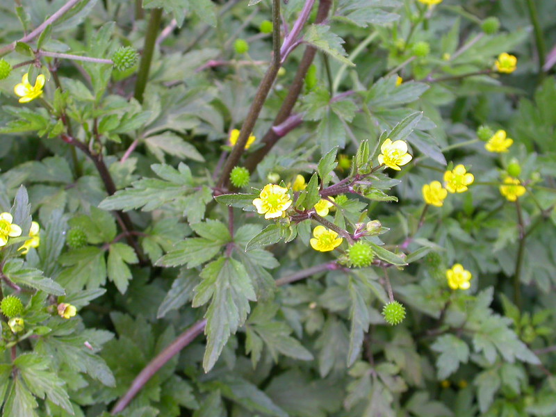 Tradiční africká léčivka pryskyřník pomáhá v léčbě malárie | 100+1 ...