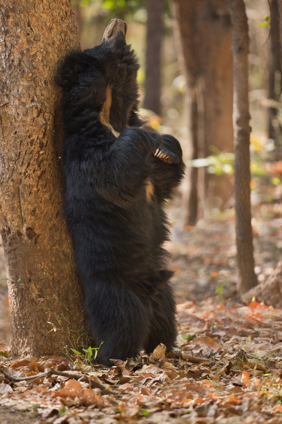 Medvěd pyskatý: Lenošný medvěd Balú z Kiplingova románu | 100+1 ...