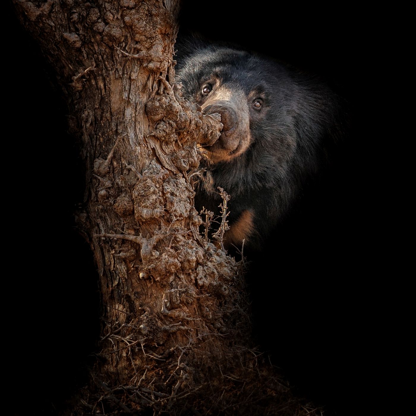 Medvěd pyskatý: Lenošný medvěd Balú z Kiplingova románu | 100+1 ...