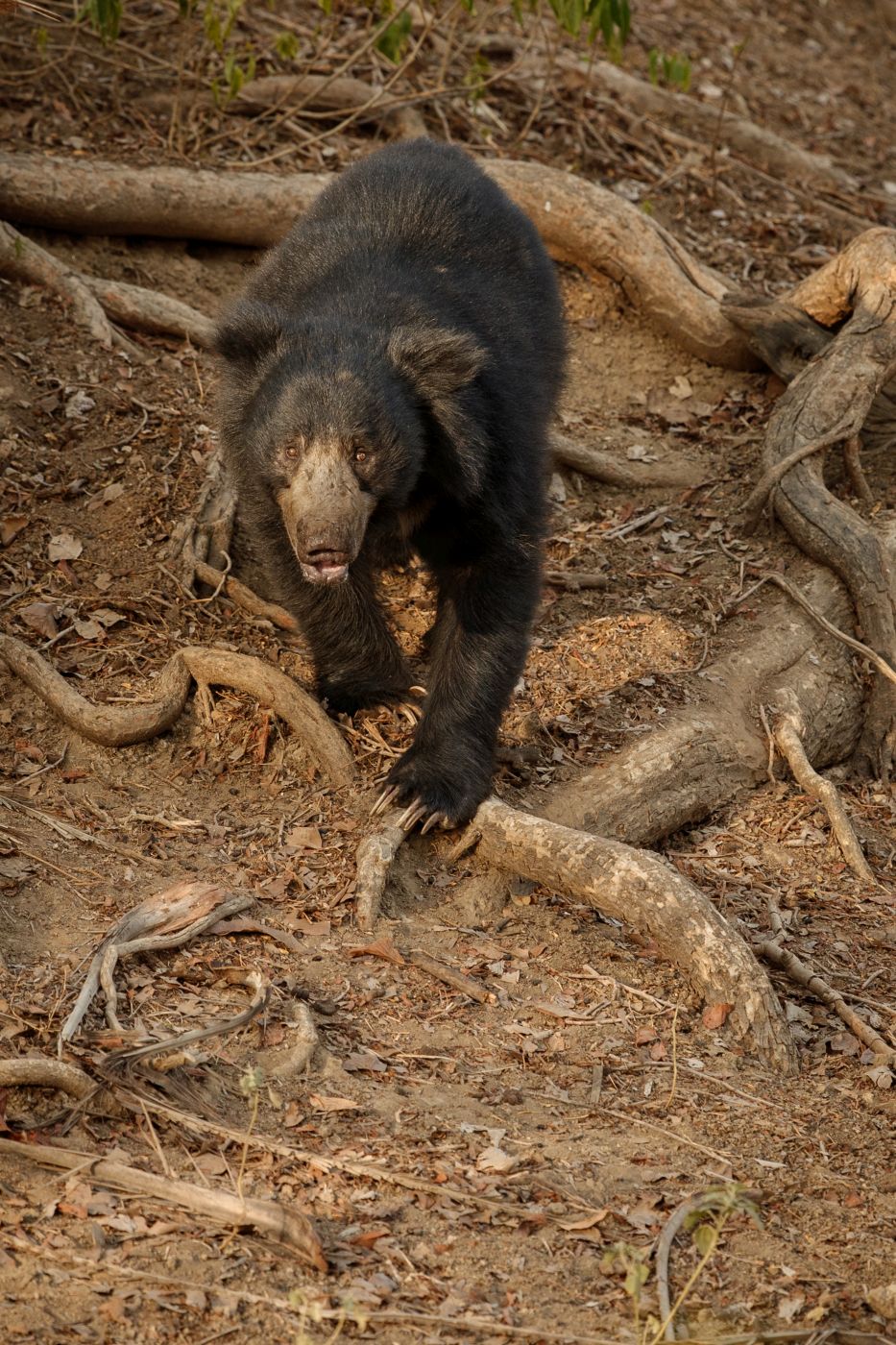 Medvěd pyskatý: Lenošný medvěd Balú z Kiplingova románu | 100+1 ...