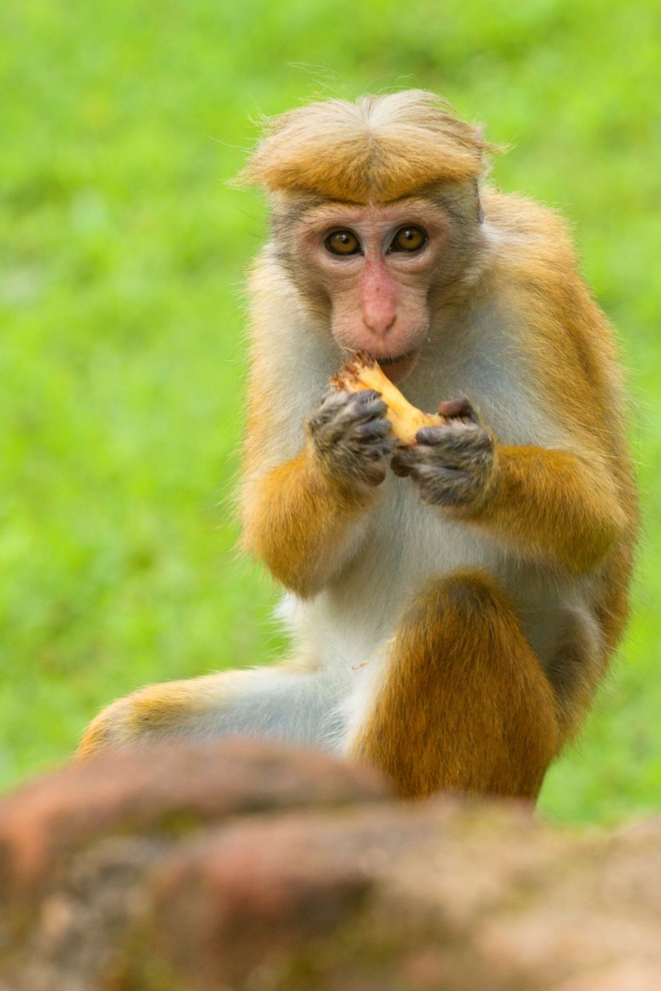 Ohrožený makak bandar: Všetečný pankáč ze Srí Lanky | 100+1 zahraniční ...