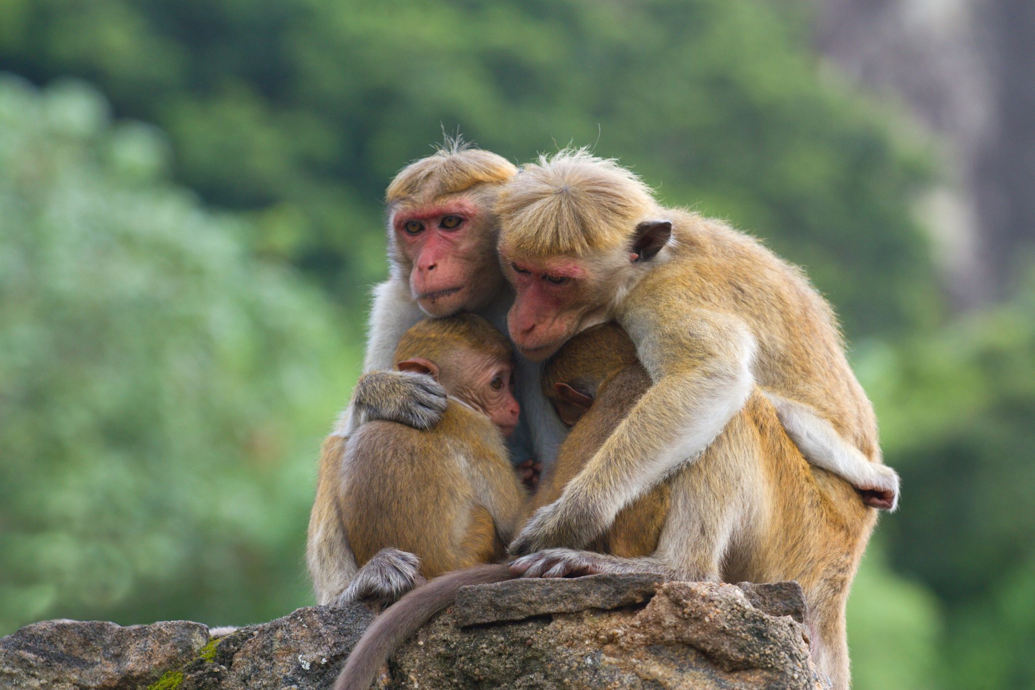 Ohrožený makak bandar: Všetečný pankáč ze Srí Lanky | 100+1 zahraniční ...