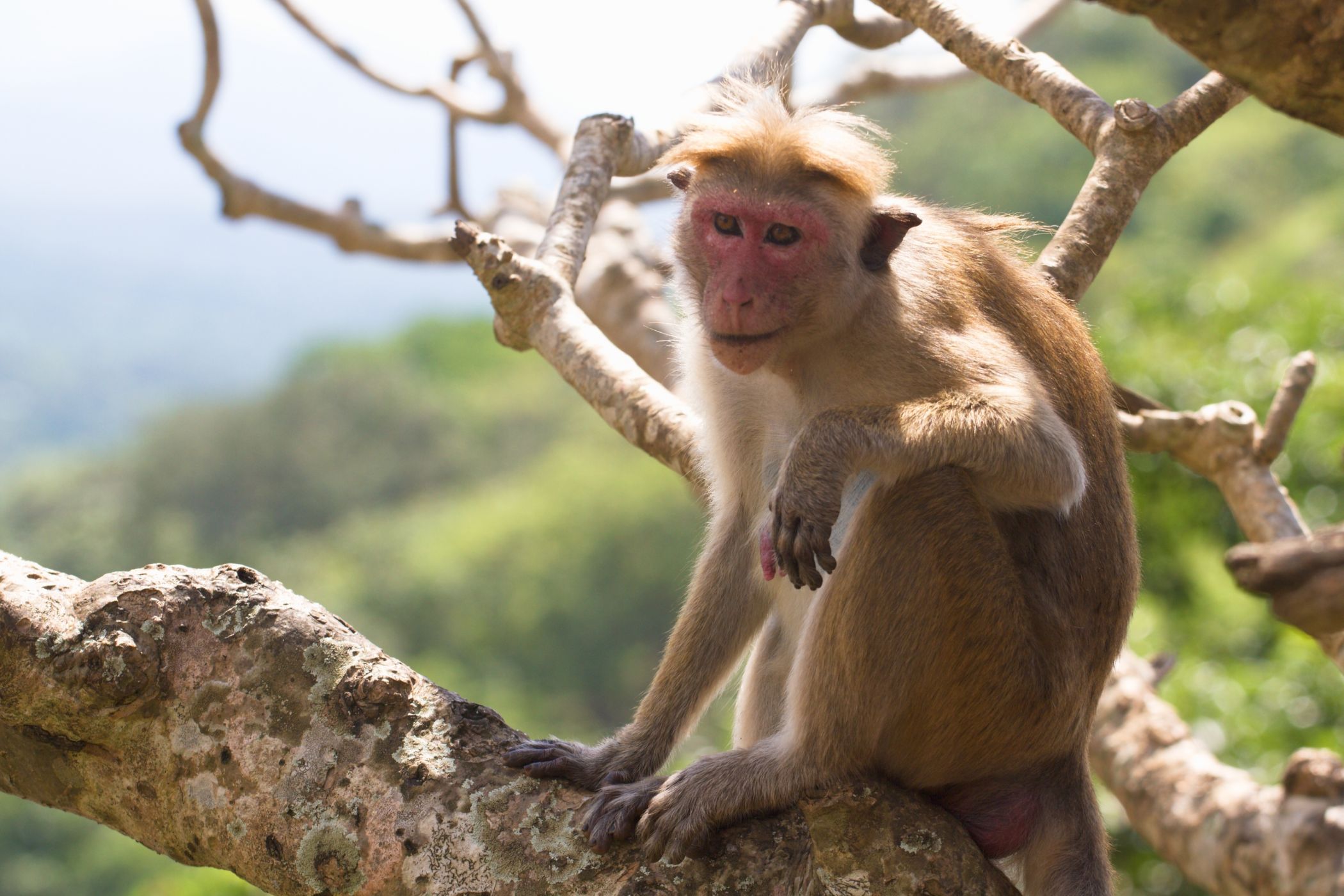 Ohrožený makak bandar: Všetečný pankáč ze Srí Lanky | 100+1 zahraniční ...