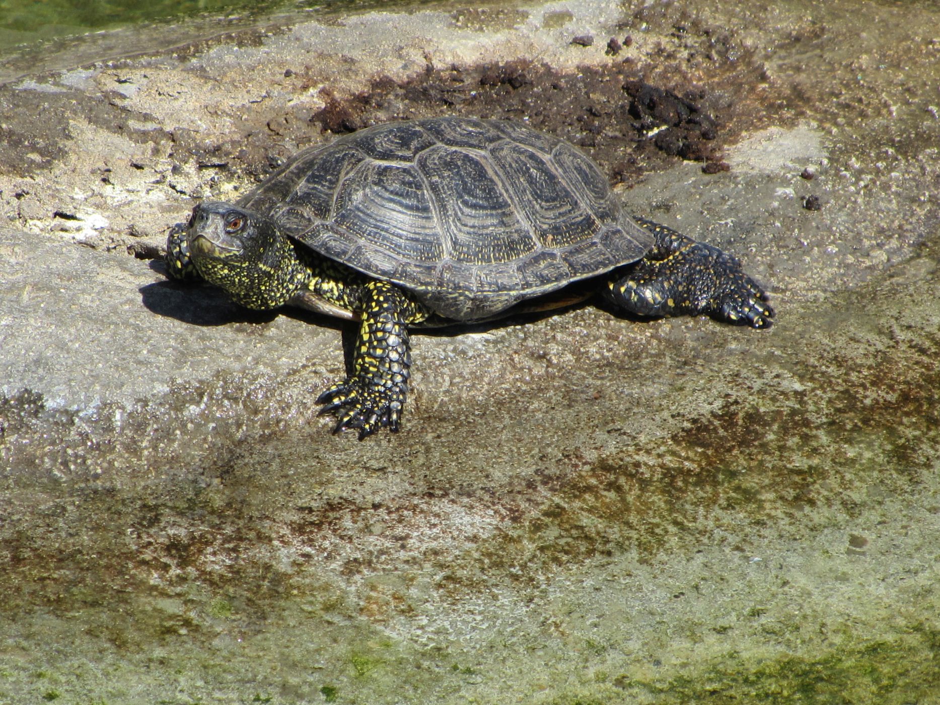 Želva bahenní: Kriticky ohrožená dáma, která bojuje o návrat | 100+1 ...