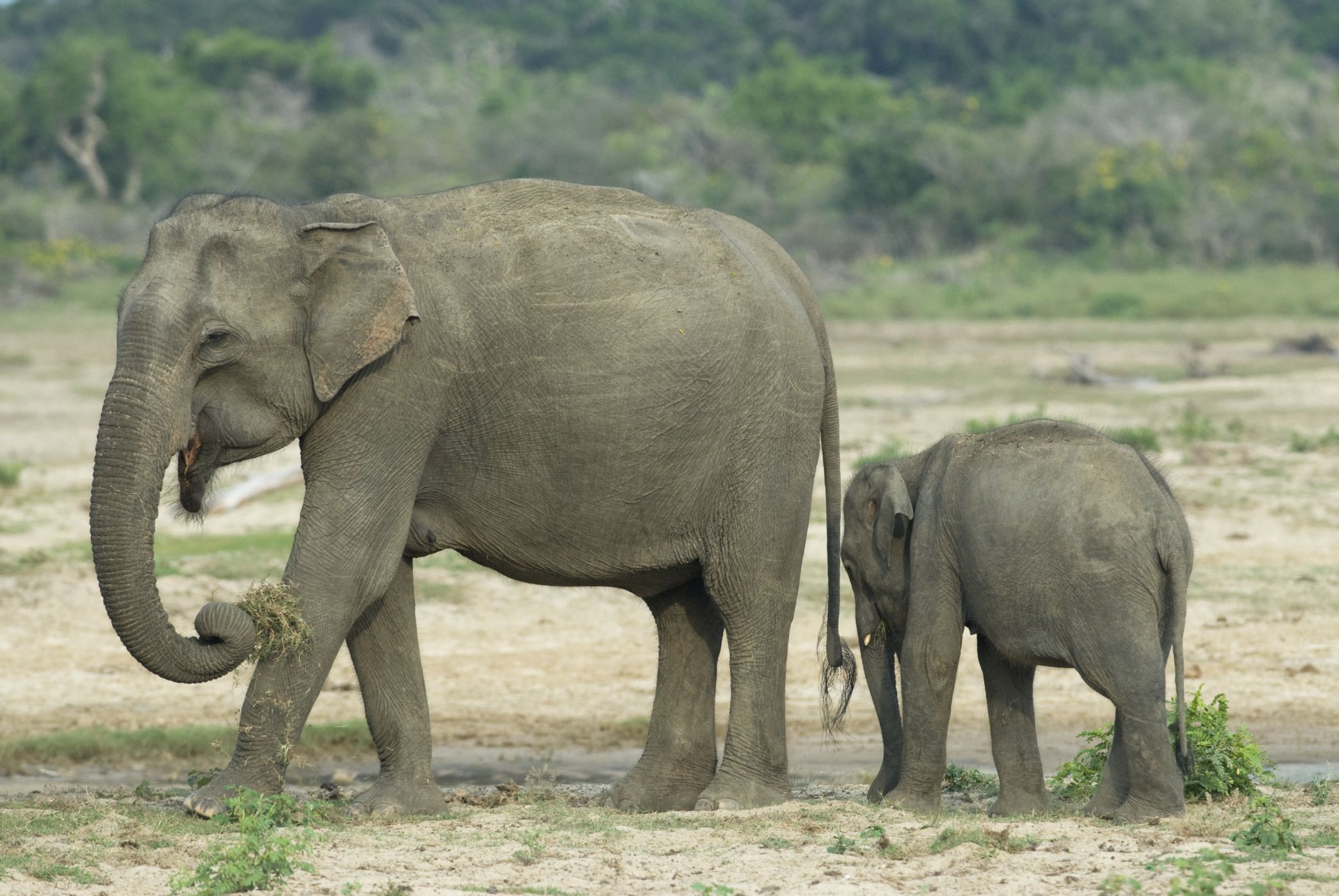 Setkávání se slony na Srí Lance: Jaká je budoucnost slona cejlonského ...