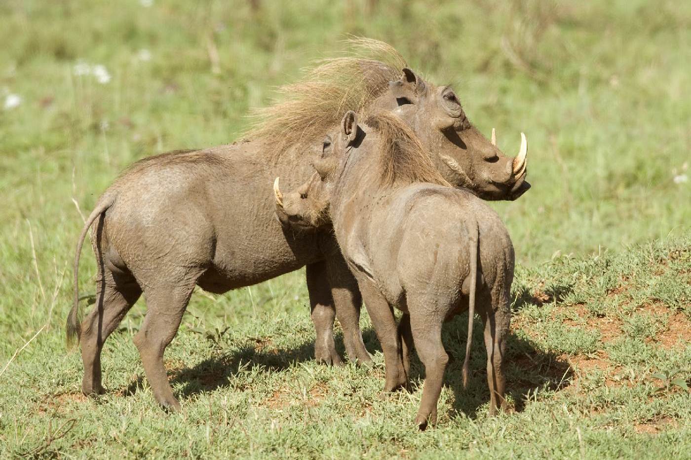 Africké prase bradavičnaté: Kořist, kterou není radno podceňovat | 100 ...