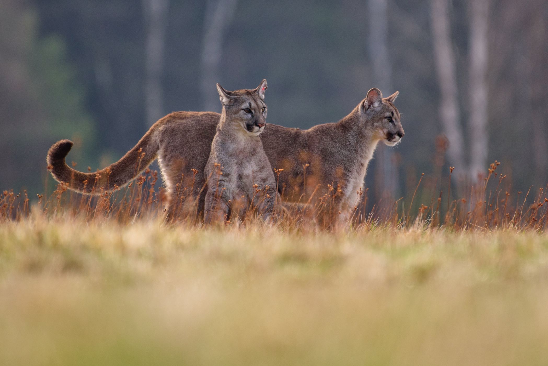 Puma americká: Houževnatá královna americké fauny | 100+1 zahraniční ...