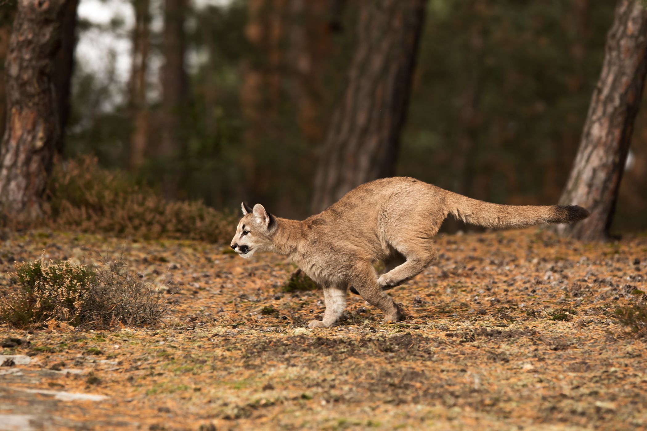 Puma americká: Houževnatá královna americké fauny | 100+1 zahraniční ...