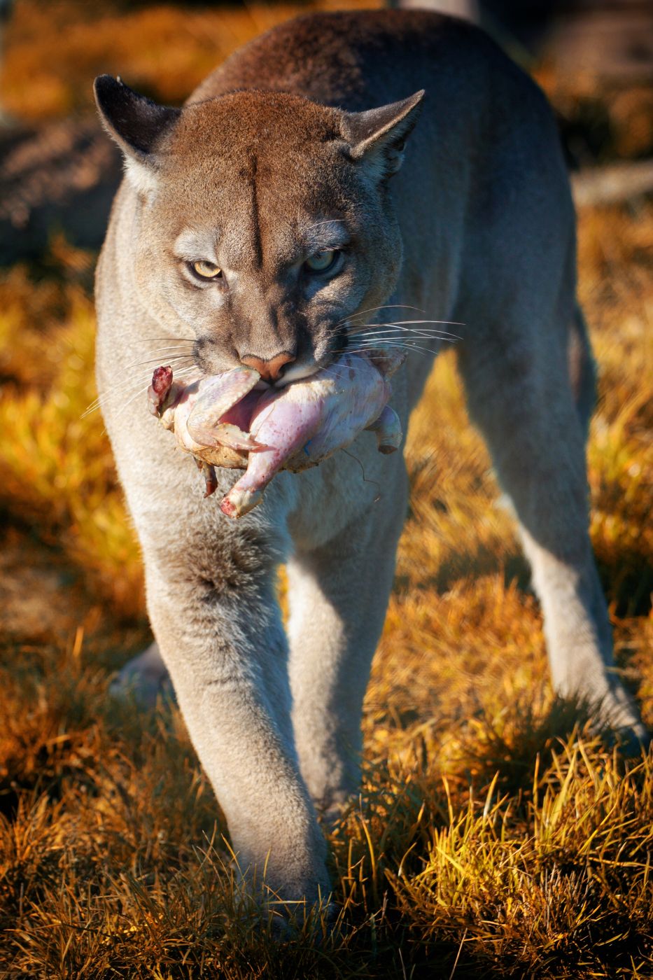 Puma americká: Houževnatá královna americké fauny | 100+1 zahraniční ...