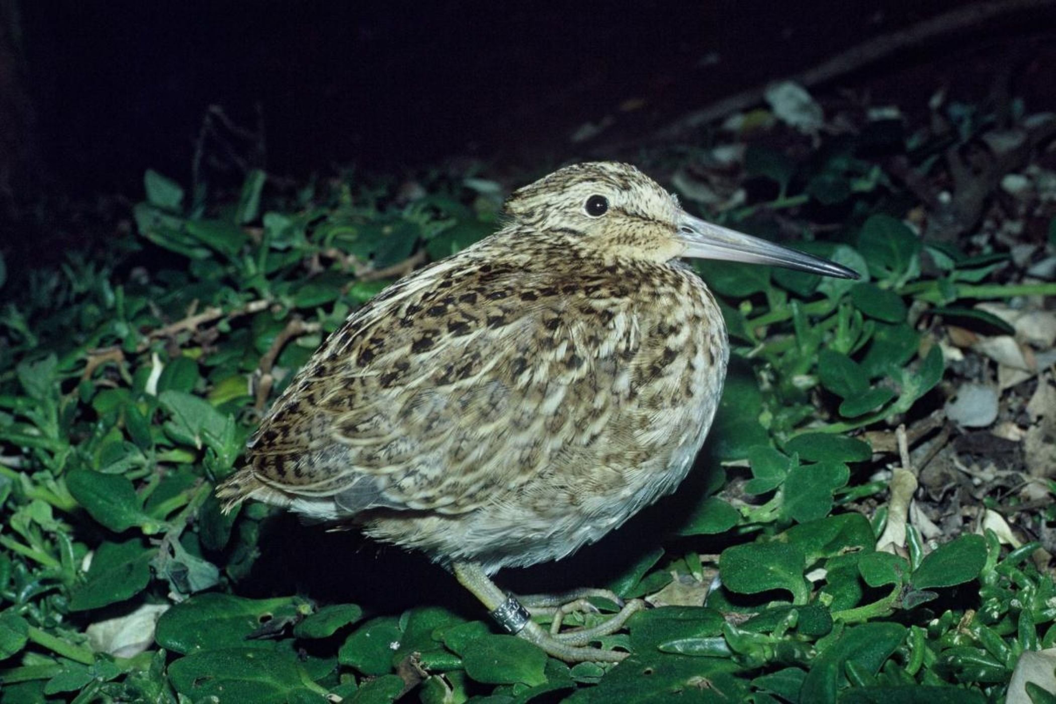 Vyslanci zla a pojídači lidí: Která zvířata byla považována za největší ...
