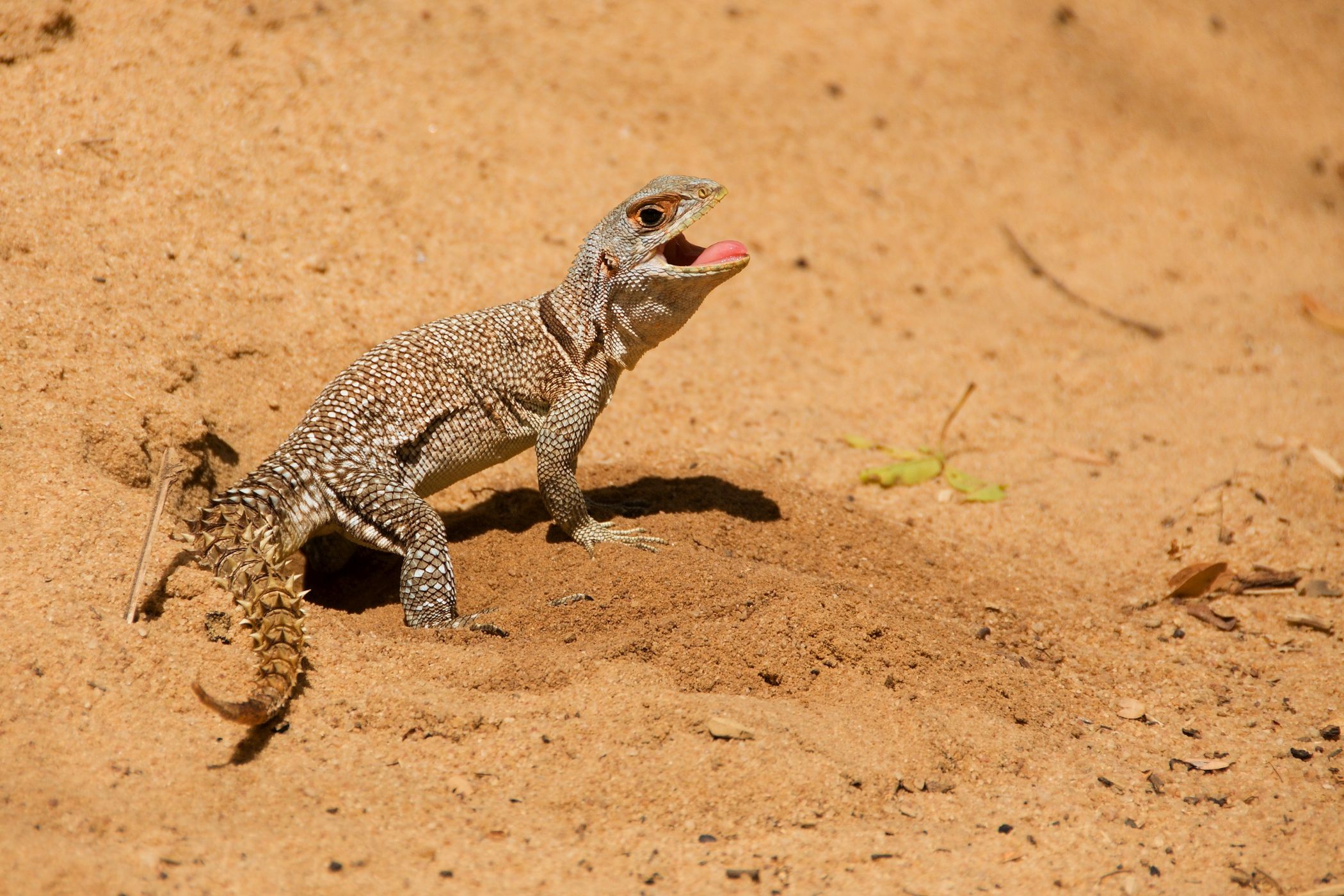 Leguáni proti hadům: Madagaskarská schovávaná o přežití | 100+1 ...