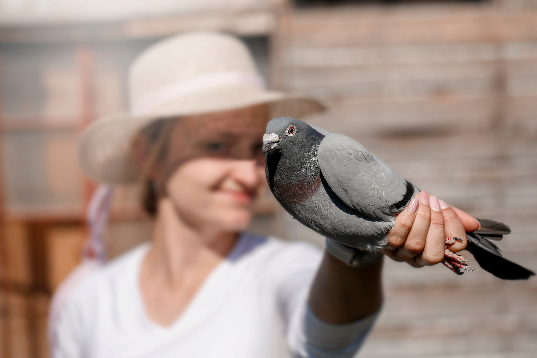 Pošta na křídlech: Největší slávy se holubí pošta dočkala ve 20 ...