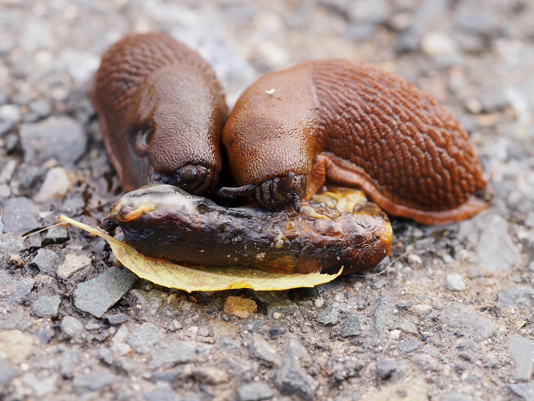 Plzák španělský: Nevítaný conquistador zeleninových záhonů | 100+1 ...