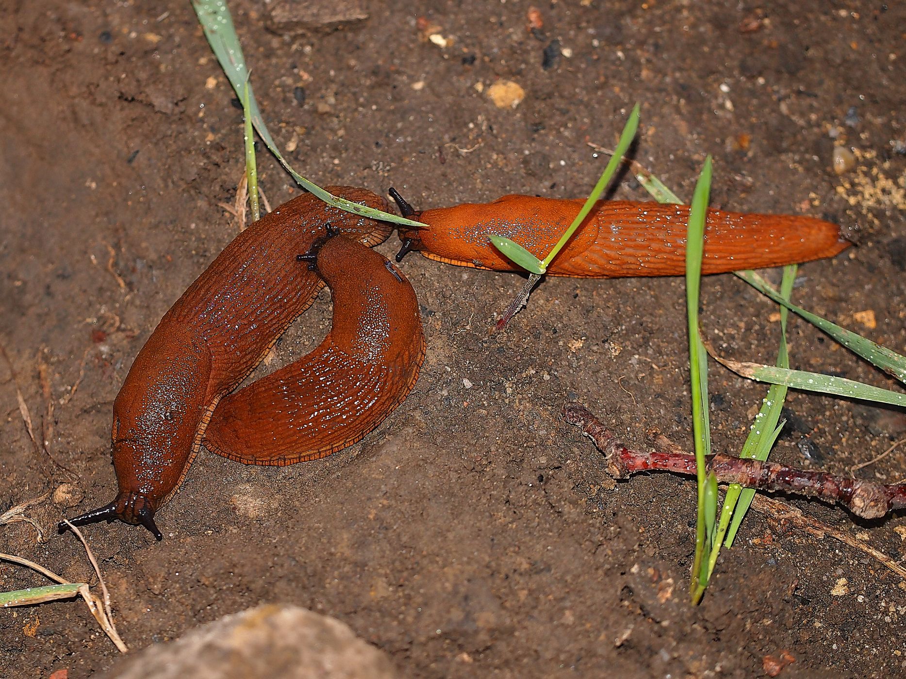 Plzák španělský: Nevítaný conquistador zeleninových záhonů | 100+1 ...