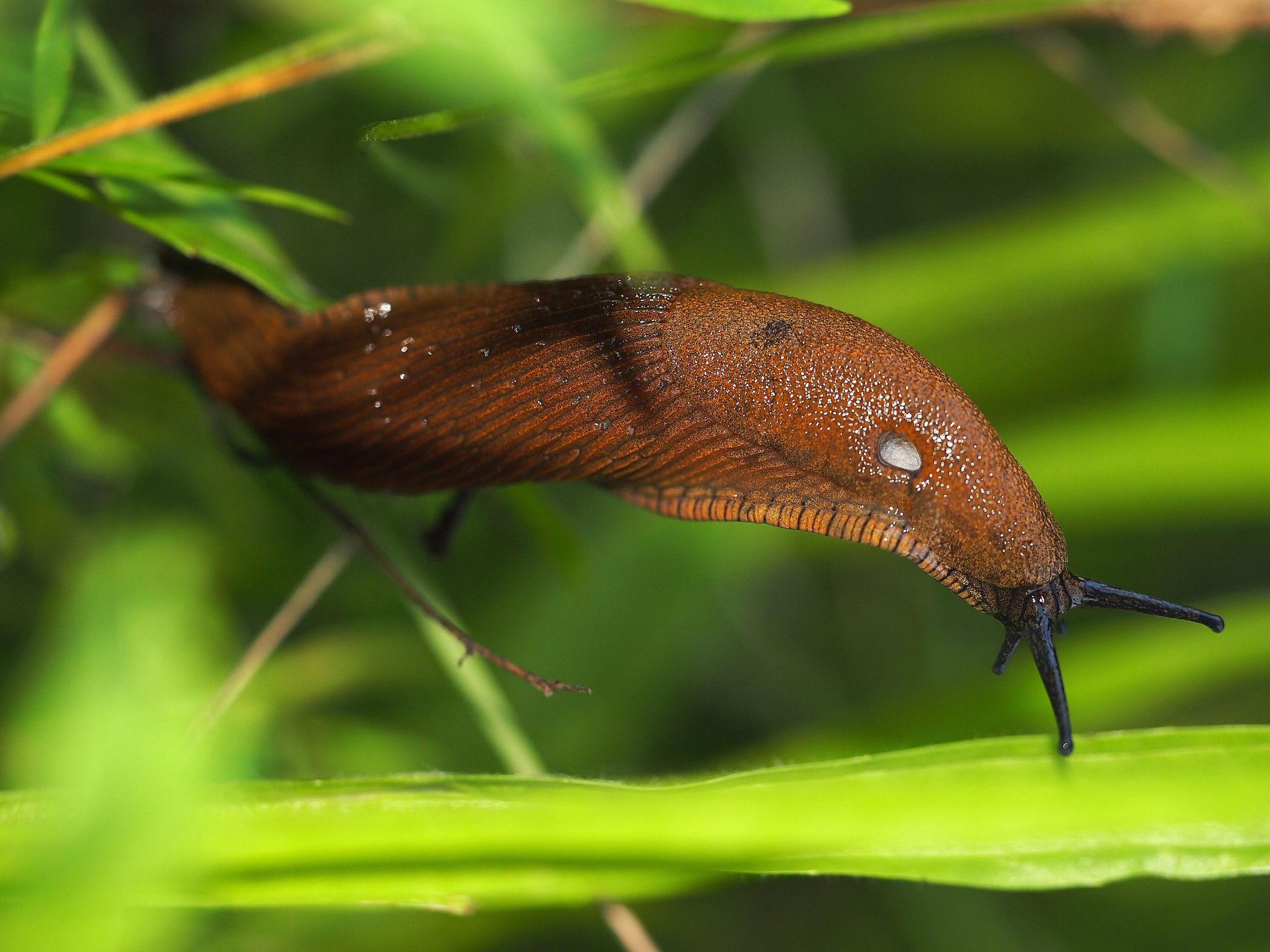 Plzák španělský: Nevítaný conquistador zeleninových záhonů | 100+1 ...