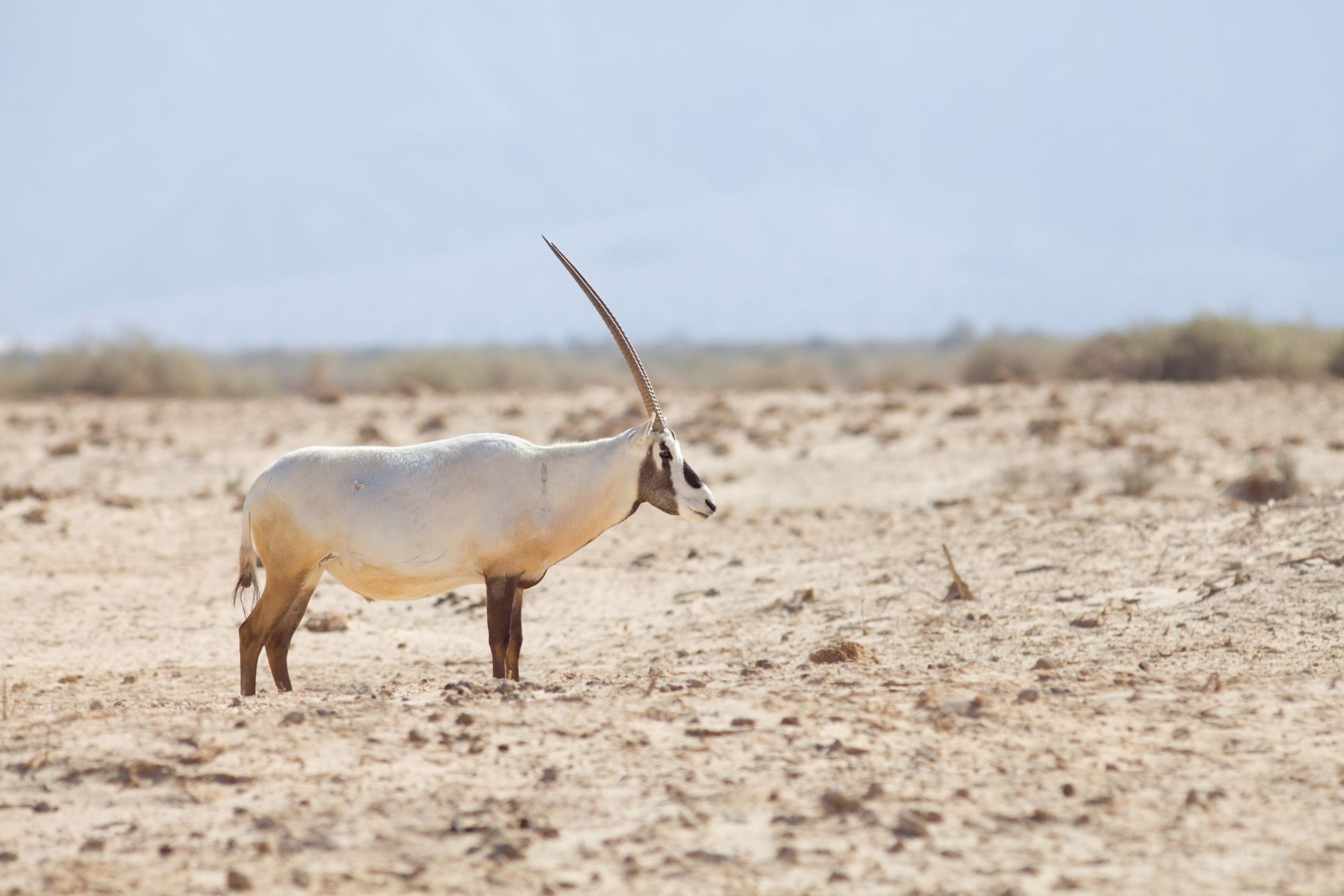 Judská a Negevská poušť: Izraelské pustiny, které pulzují životem | 100 ...