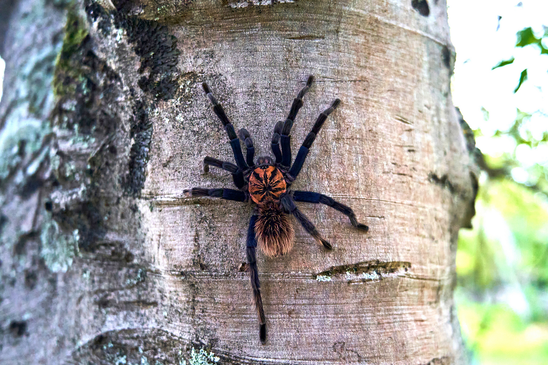 Pavouci v ohrožení: Na černém trhu se nimi obchoduje ve velkém | 100+1 ...