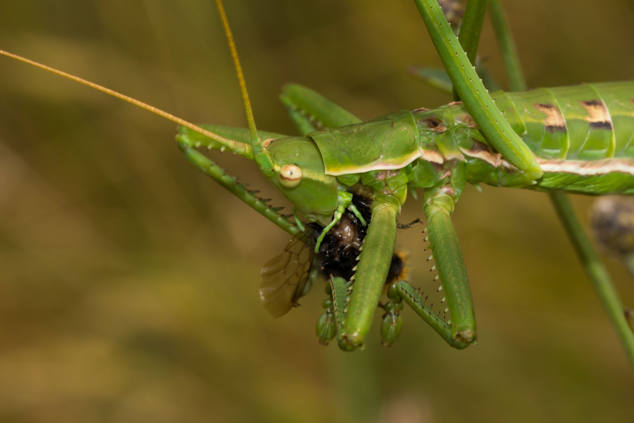 Žravá kobylka sága: Dravý gigant, který si troufne i na kudlanku ...