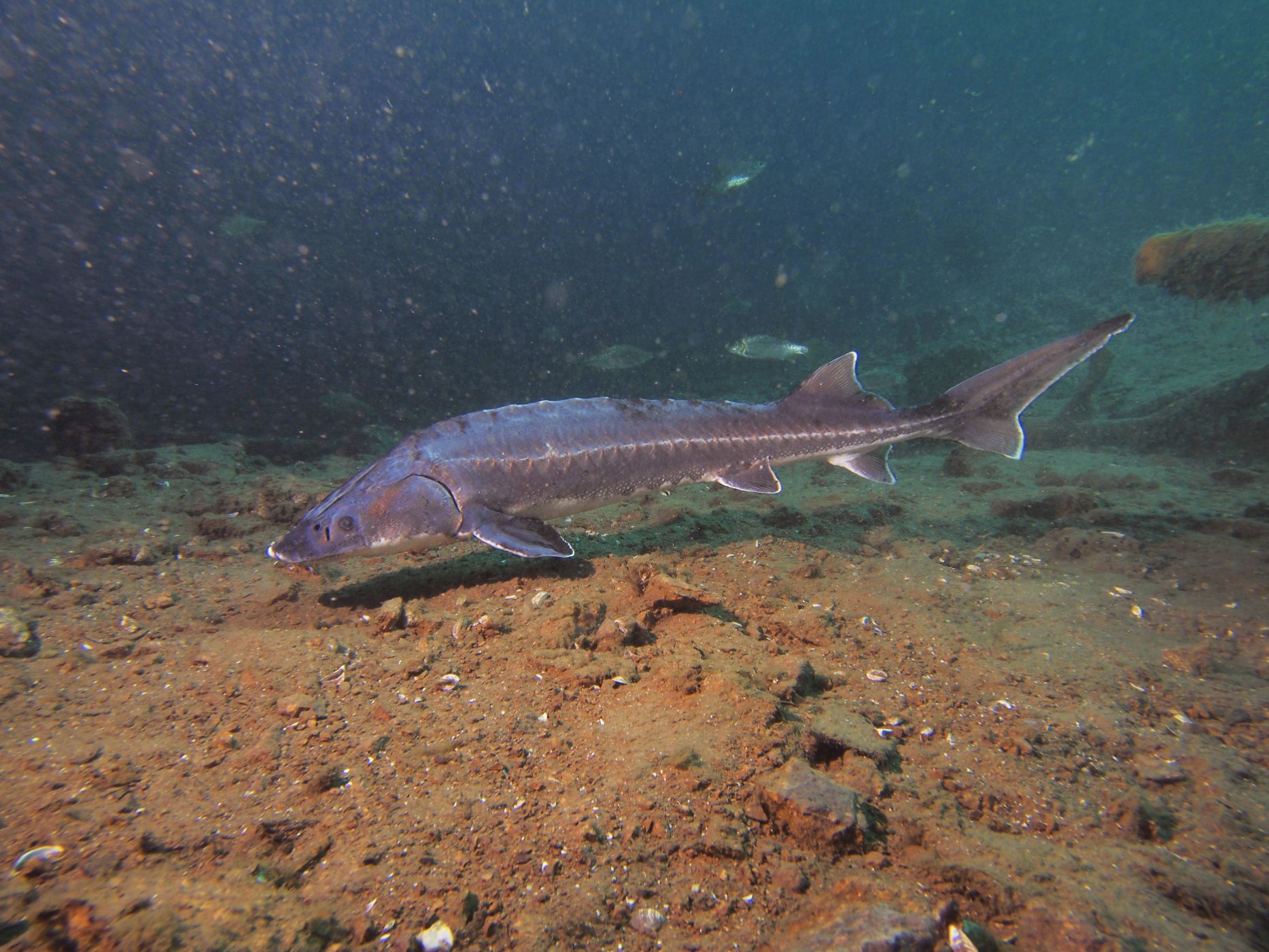 Obr v kostěném brnění: Až jeden a půl metráku těžký jeseter velký | 100 ...