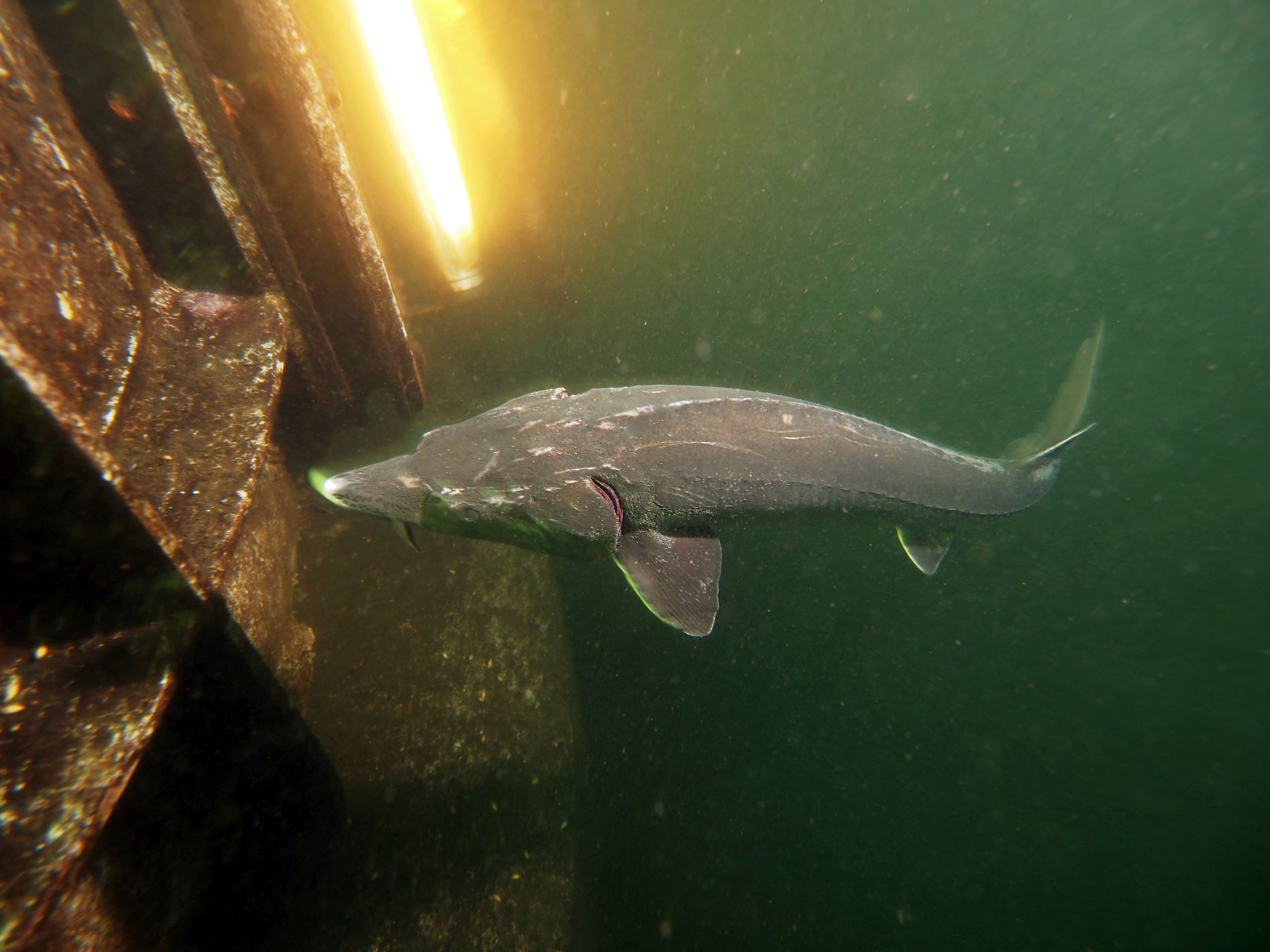 Obr v kostěném brnění: Až jeden a půl metráku těžký jeseter velký | 100 ...